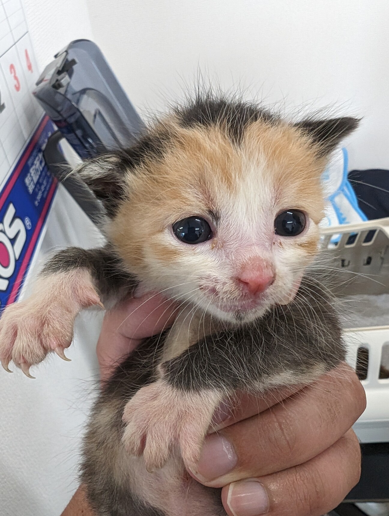 「三毛猫の雌2匹の里親様募...」岡山県 - 猫の里親募集(486961) :: ペットのおうち【里親決定30万頭！】