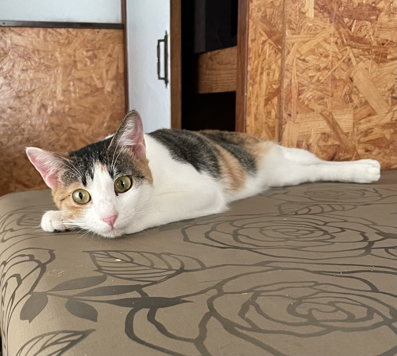 「小柄で子猫のようなみぃちゃん」千葉県 猫の里親募集487076 2枚目の画像 ペットのおうち【里親決定25万頭！】