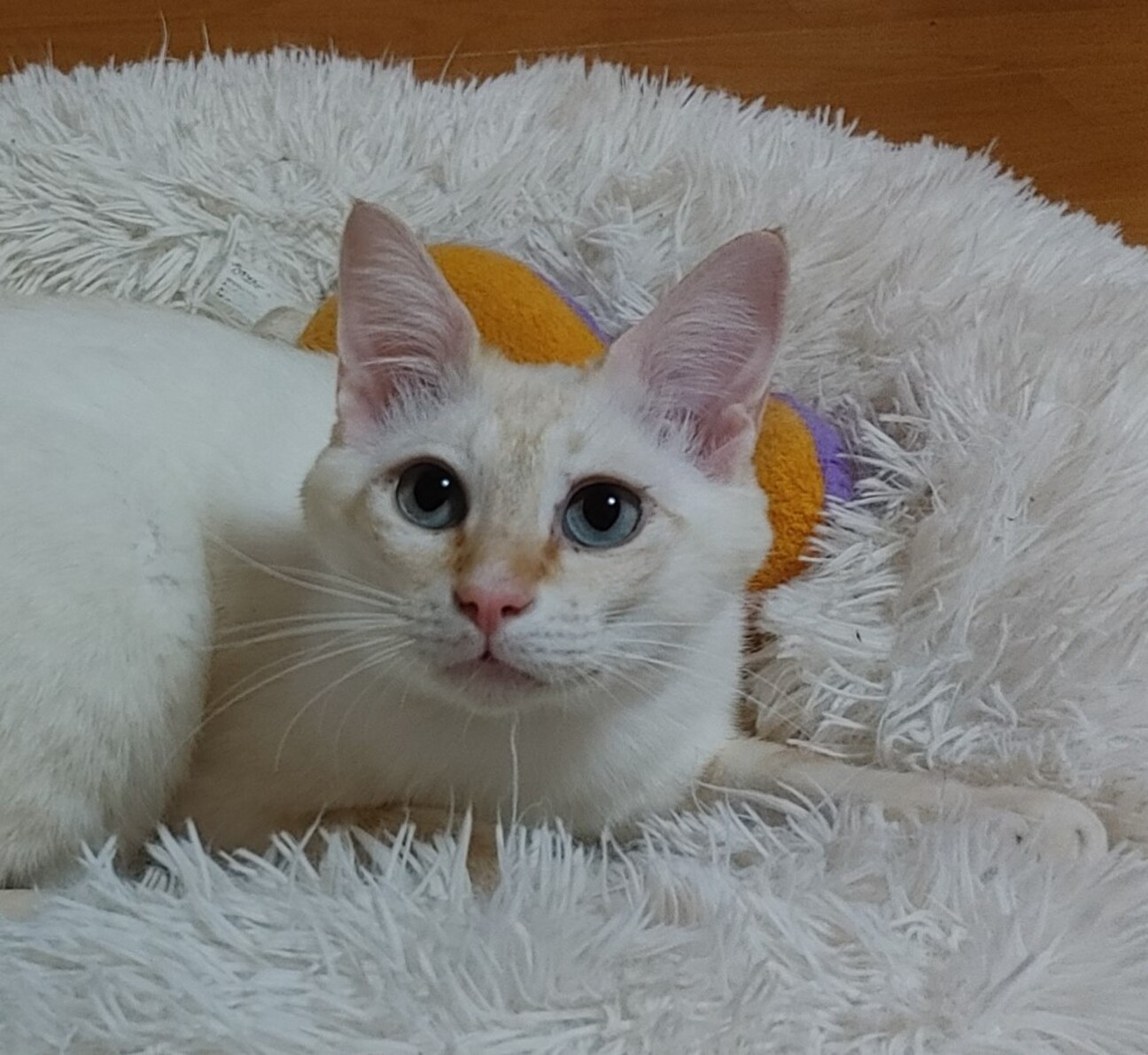 「5/5 (日)譲渡会参加...」東京都 - 猫の里親募集(487540) :: ペットのおうち【里親決定29万頭！】