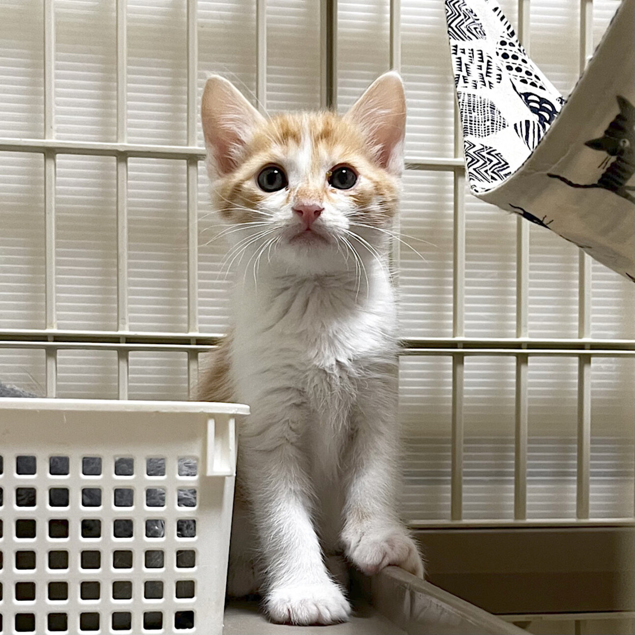 「5/11高田馬場★ういく...」東京都 - 猫の里親募集(488047) 2枚目の画像 :: ペットのおうち【里親決定25万頭！】