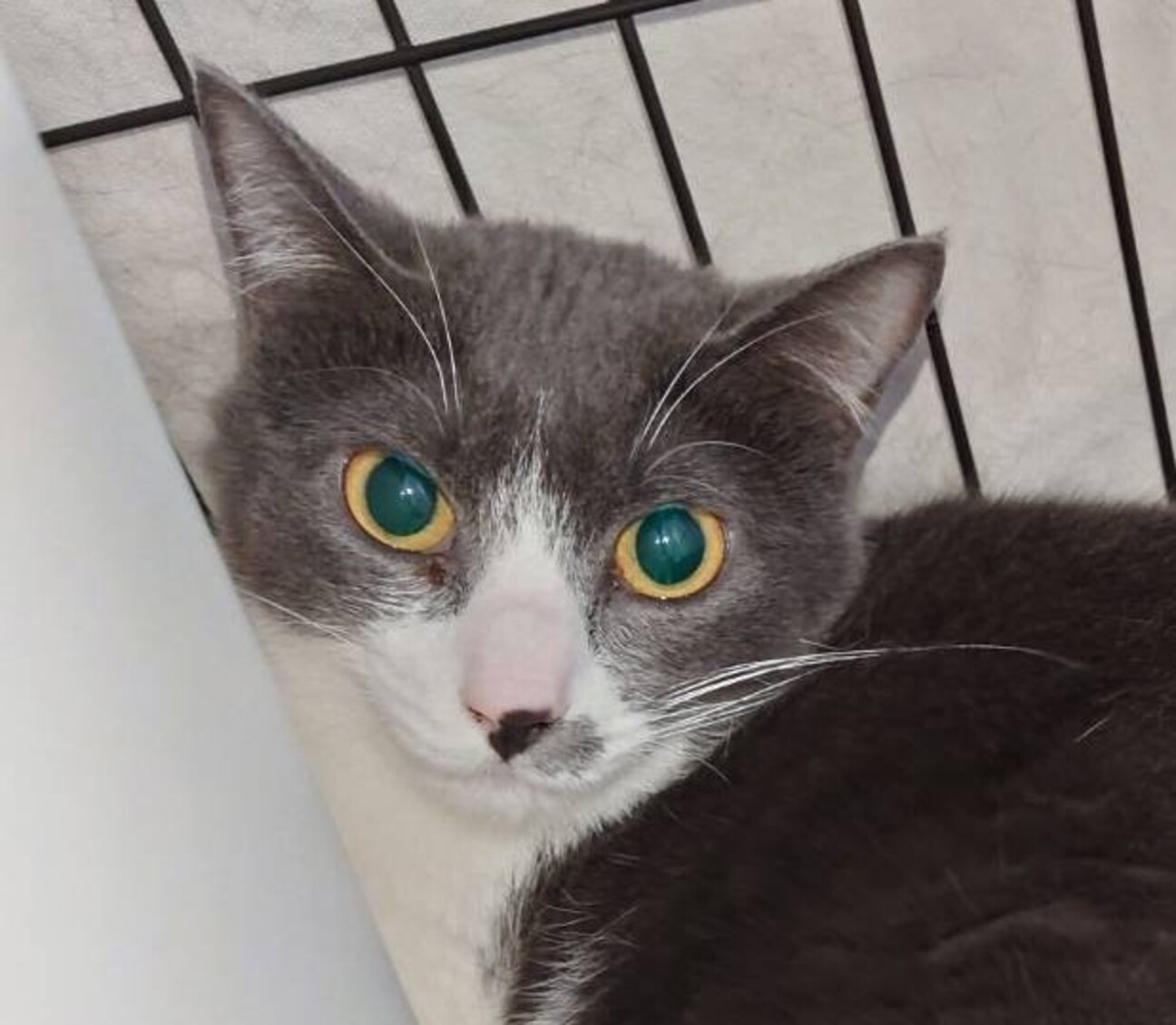 「ちょっとビビりだけど撫で...」東京都 - 猫の里親募集(488187) :: ペットのおうち【里親決定28万頭！】