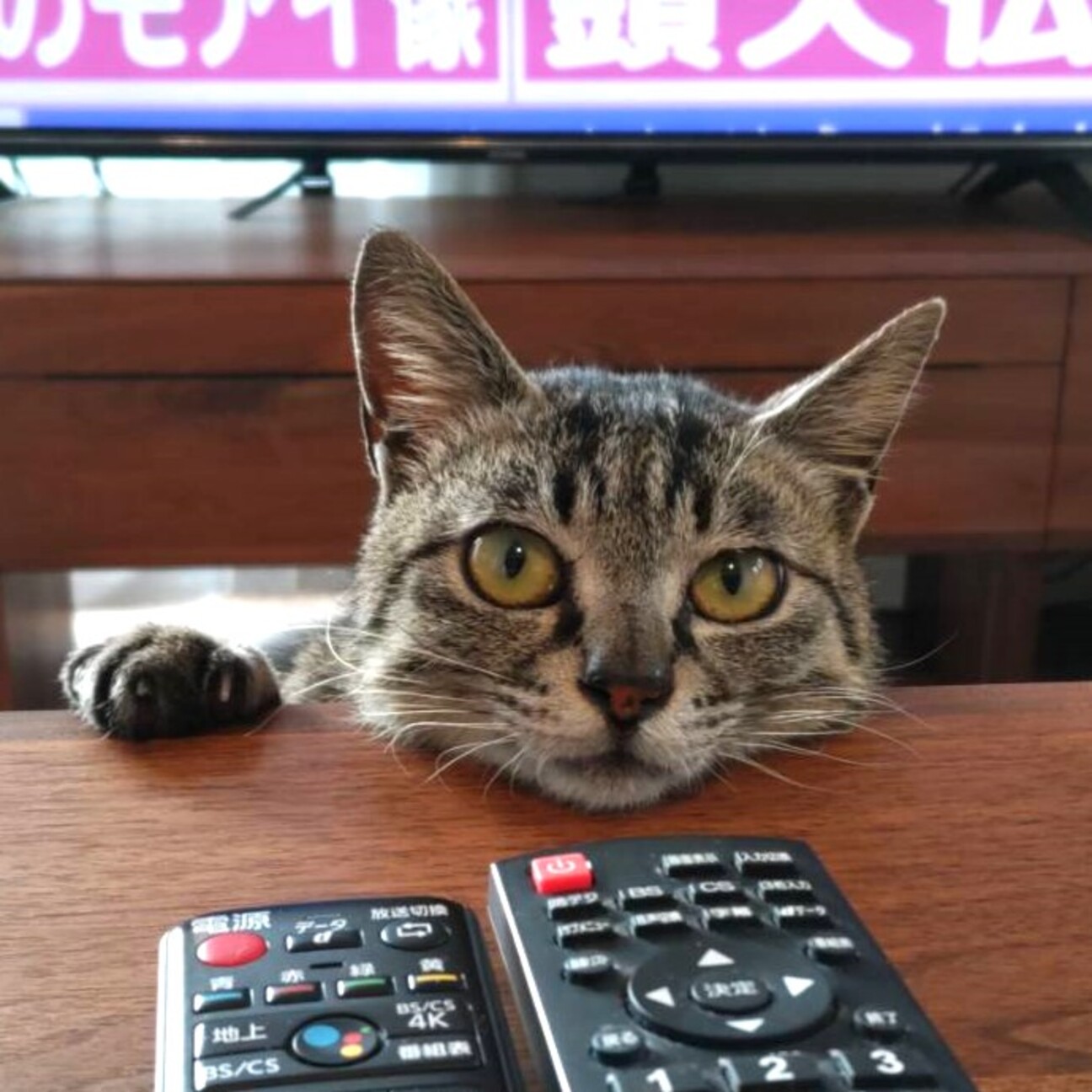 グリル】とっても人懐っ...」東京都 - 猫の里親募集(488273) :: ペットのおうち【里親決定27万頭！】