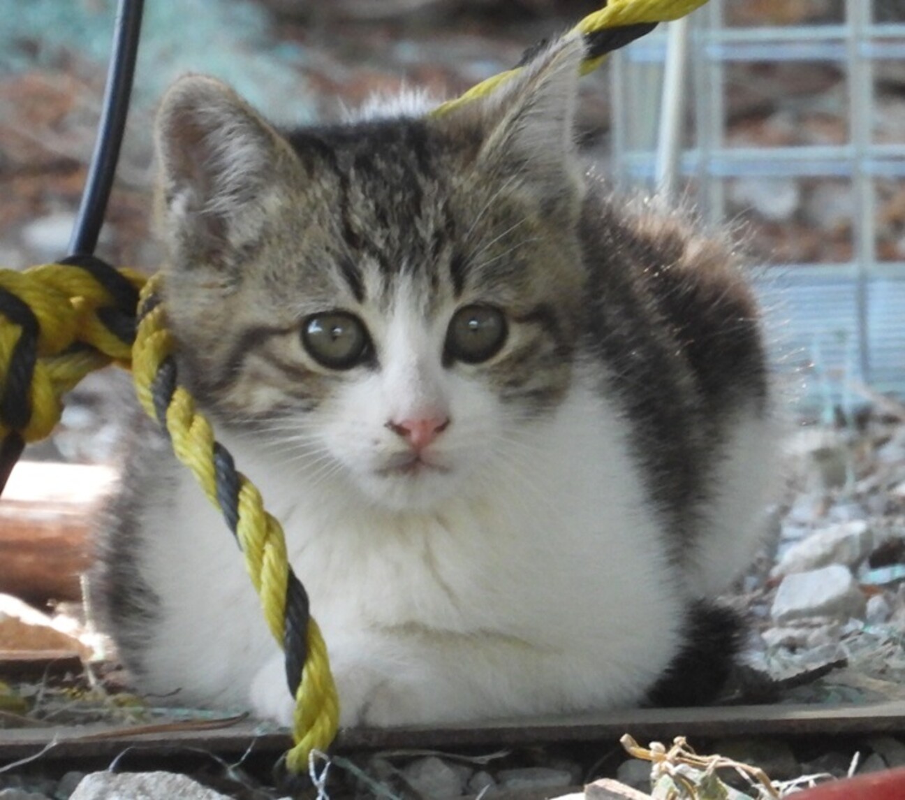 「保護予定の子猫★おそらく...」宮城県 - 猫の里親募集(488305) 3枚目の画像 :: ペットのおうち【里親決定25万頭！】