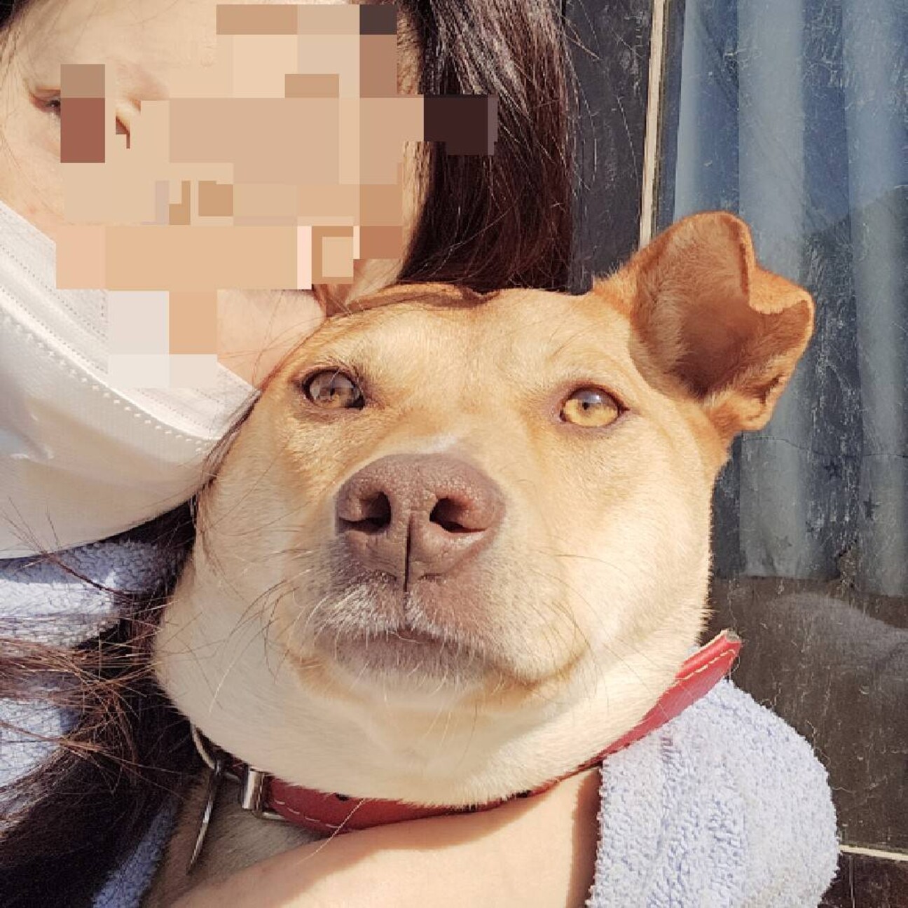 「人が大好き！超甘えたさん」大阪府 - 犬の里親募集(488672) :: ペットのおうち【里親決定25万頭！】