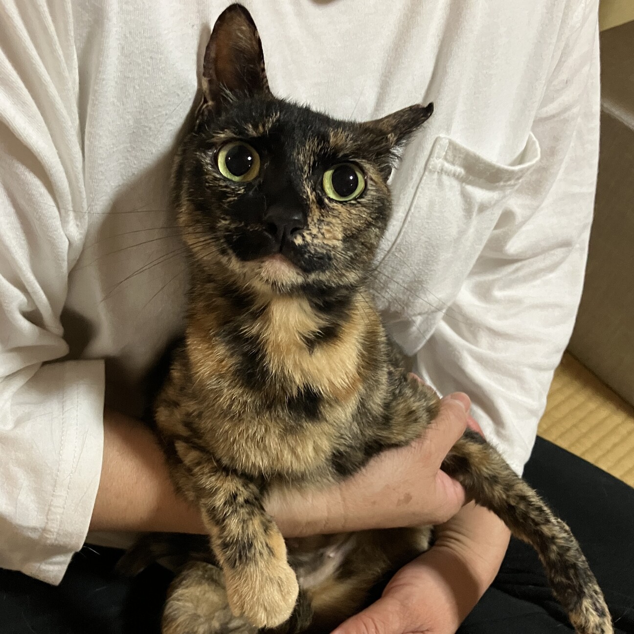 5/19譲渡会】多頭飼...」奈良県 - 猫の里親募集(488752) 2枚目の画像 :: ペットのおうち【里親決定25万頭！】