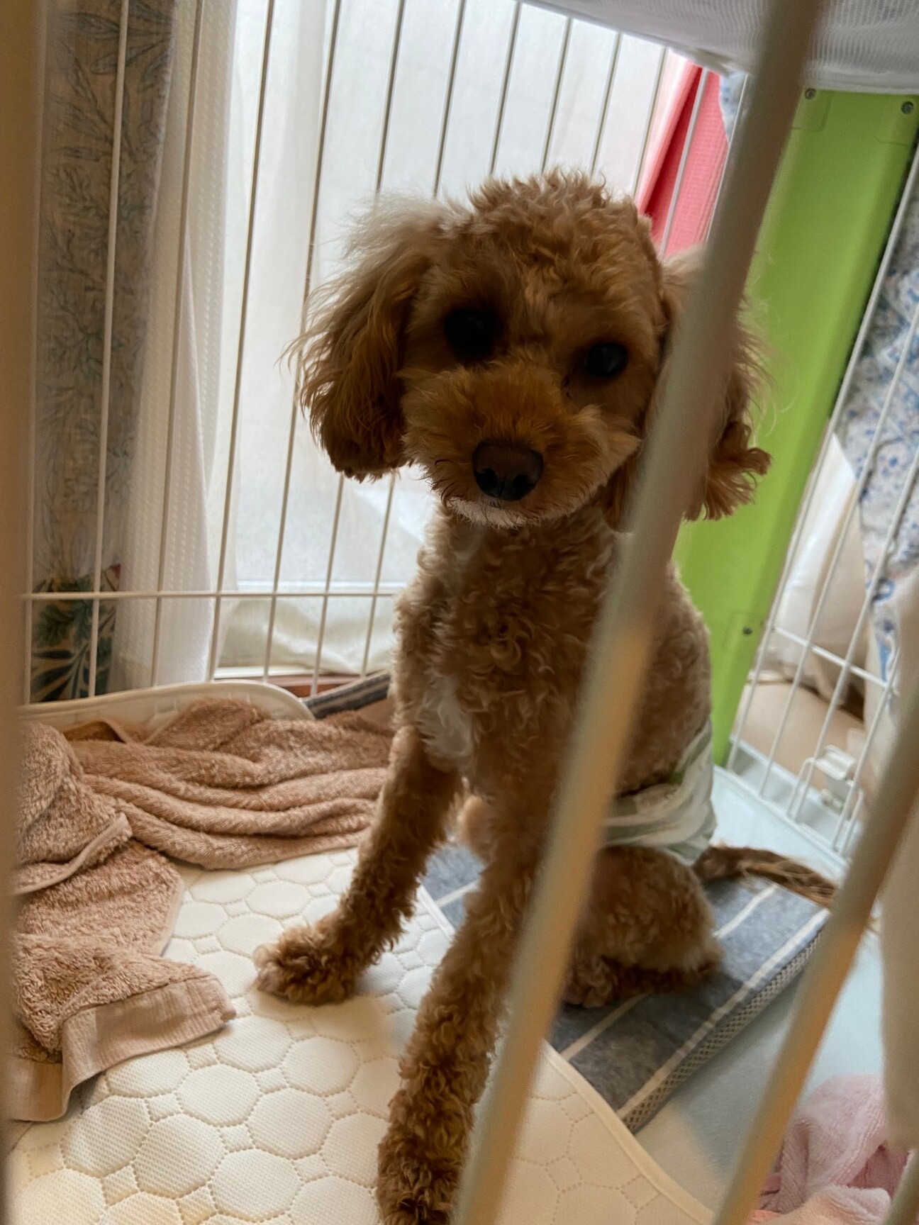 「プードル♂フミヤくん2歳」東京都 - 犬の里親募集(488857) :: ペットのおうち【里親決定25万頭！】