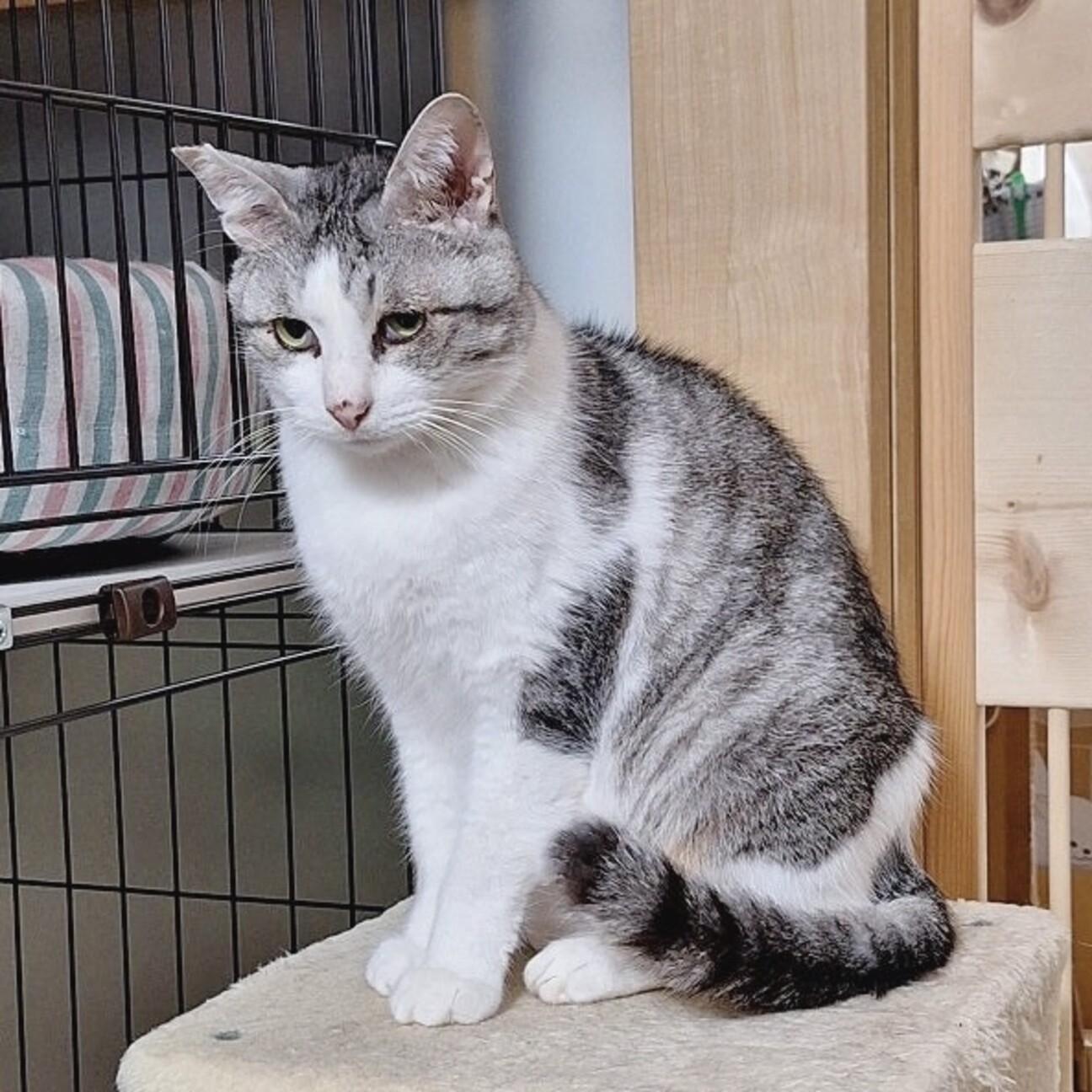 「猫付き合いが上手 ️サバ...」千葉県 - 猫の里親募集(489474) :: ペットのおうち【里親決定29万頭！】