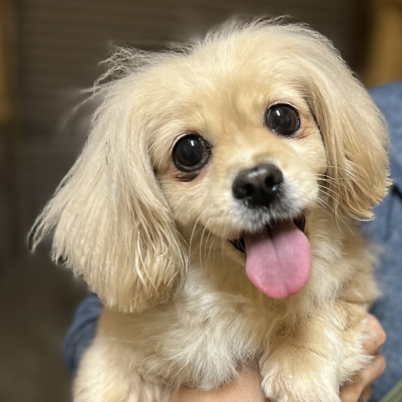 一旦募集停止します】7...」大阪府 - 犬の里親募集(489797) 4枚目の画像 :: ペットのおうち【里親決定25万頭！】