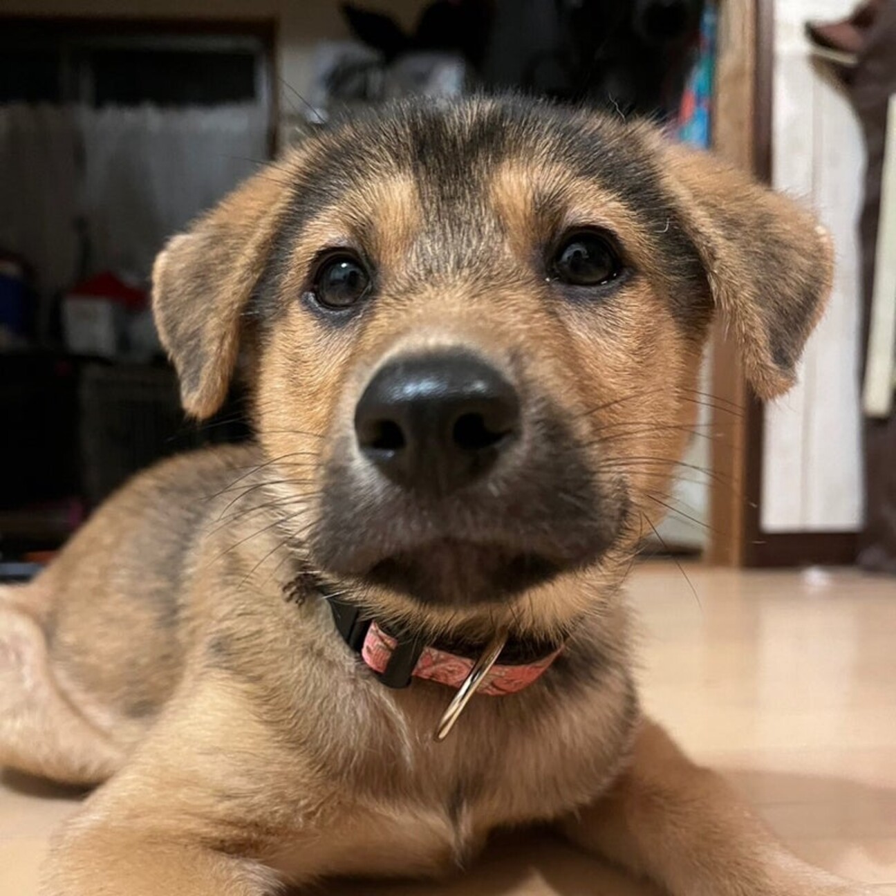 「2024年3月頃生まれ ...」神奈川県 - 犬の里親募集(490499) 2枚目の画像 :: ペットのおうち【里親決定25万頭！】