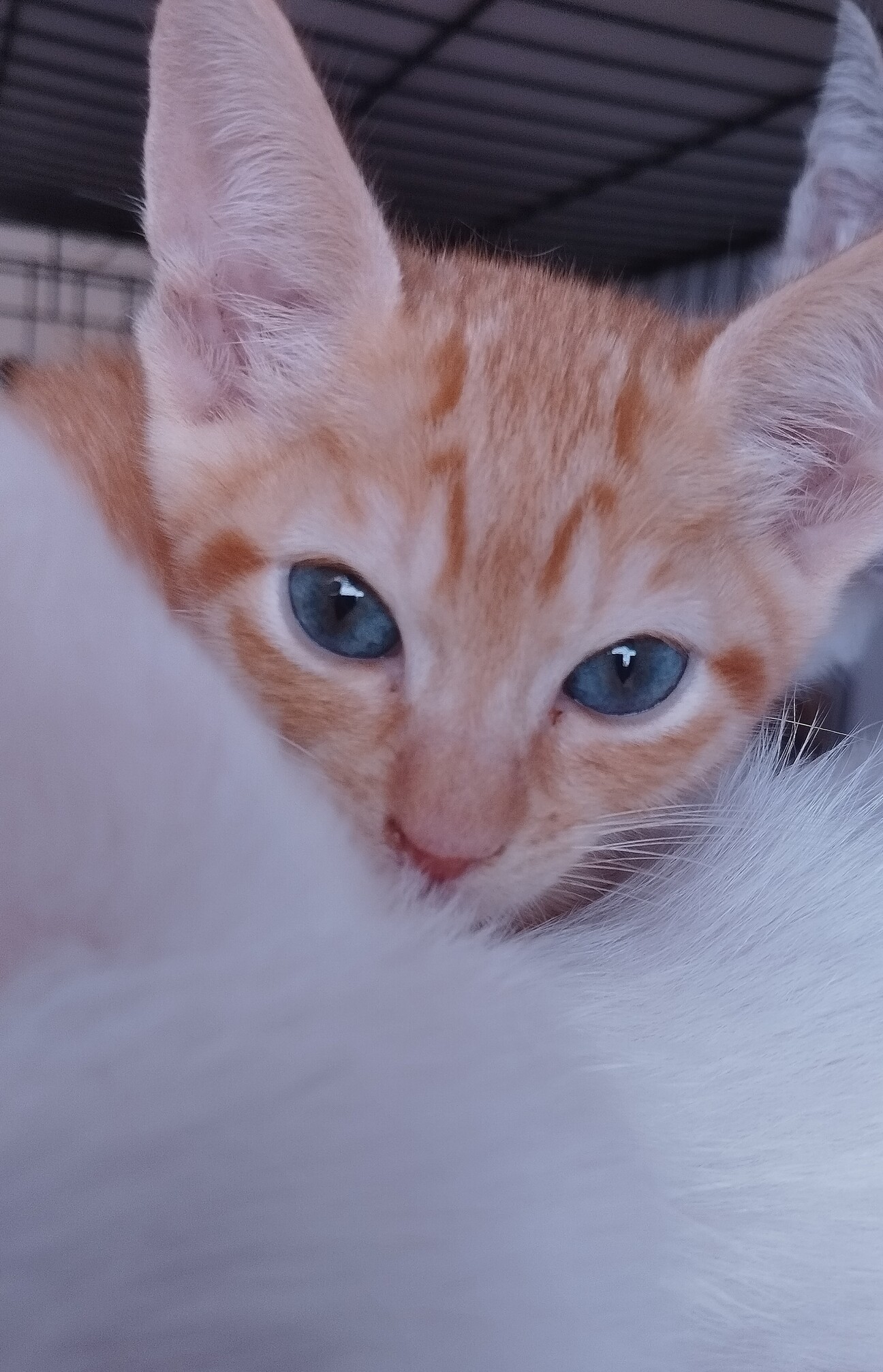 「やり取り中」福岡県 - 猫の里親募集(490505) :: ペットのおうち【里親決定27万頭！】