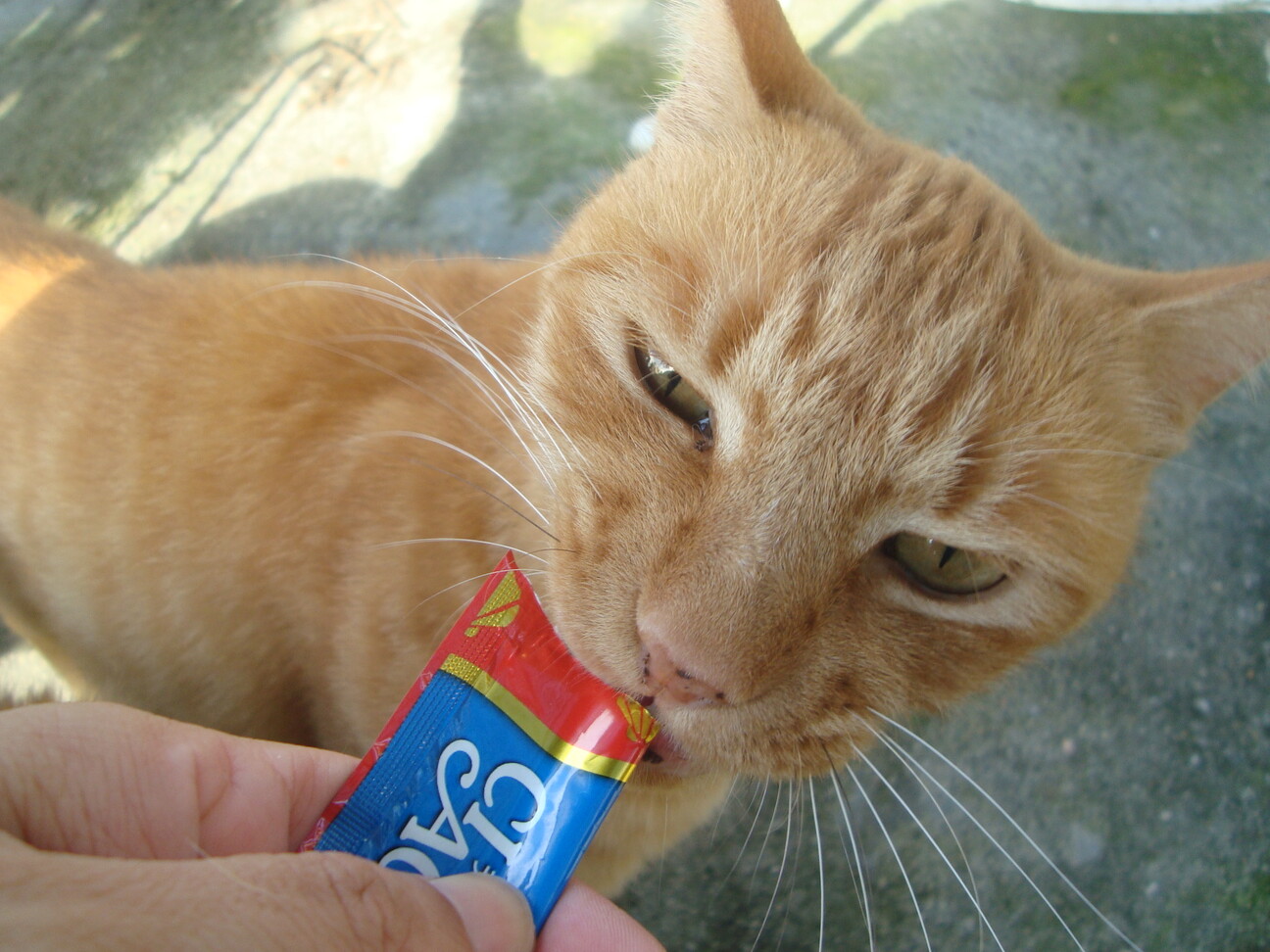 「茶虎のおひざ抱っこ大好きな子」愛媛県 - 猫の里親募集(490543) :: ペットのおうち【里親決定25万頭！】