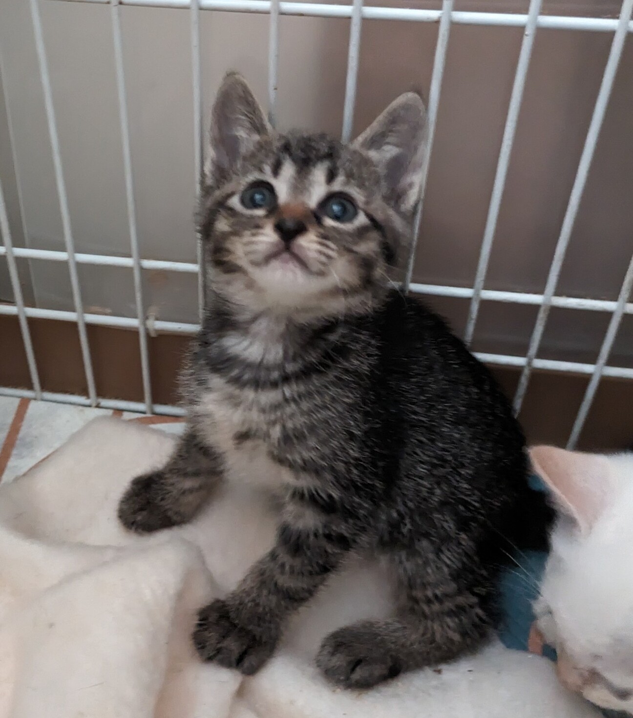 「ぱっちりお目目の大人しく...」岡山県 - 猫の里親募集(490649) :: ペットのおうち【里親決定27万頭！】