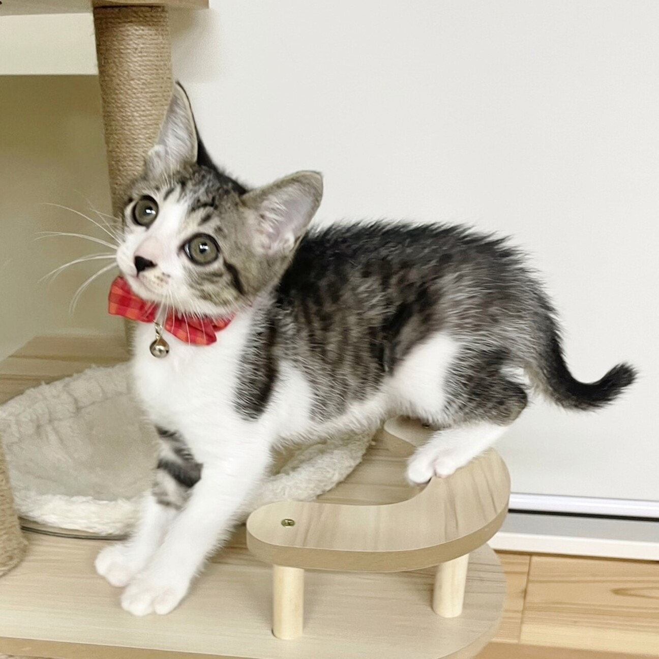 6/29参加 とにかく...」大阪府 - 猫の里親募集(490656) :: ペットのおうち【里親決定25万頭！】