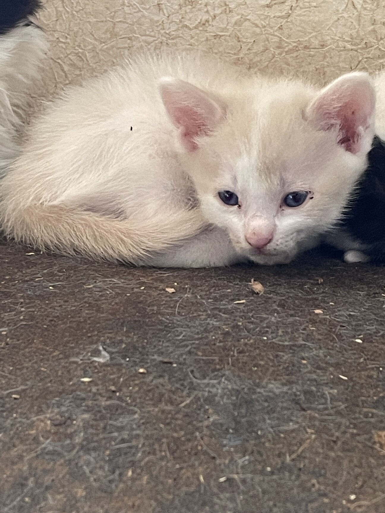 「タヌキっぽい顔の子」奈良県 - 猫の里親募集(490983) :: ペットのおうち【里親決定28万頭！】