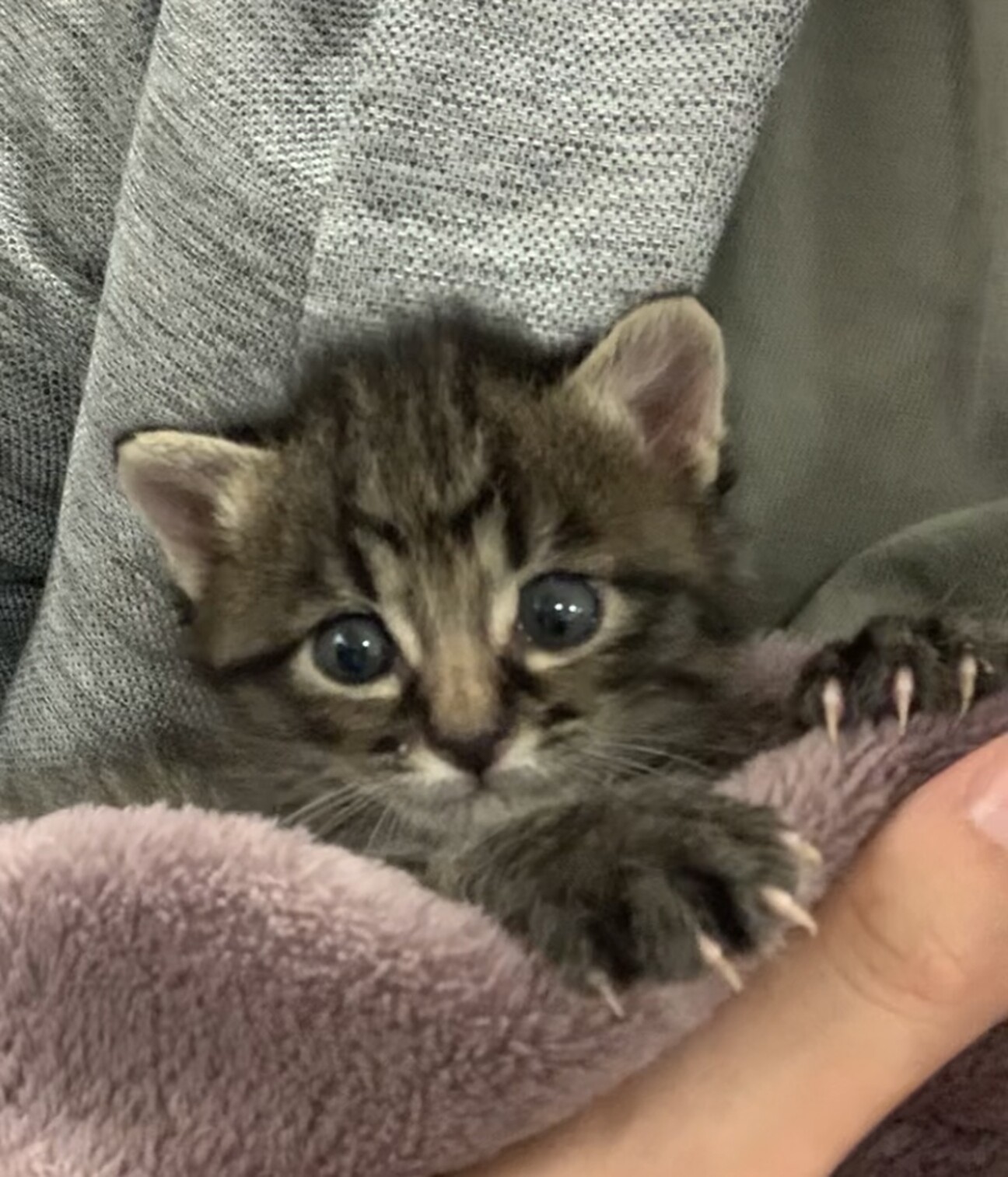 「キジトラの子猫ちゃん。先...」三重県 - 猫の里親募集(491549) :: ペットのおうち【里親決定25万頭！】