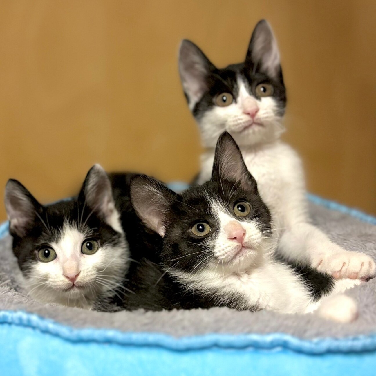 7/15芝浦】素直な甘...」東京都 - 猫の里親募集(491577) 4枚目の画像 :: ペットのおうち【里親決定25万頭！】