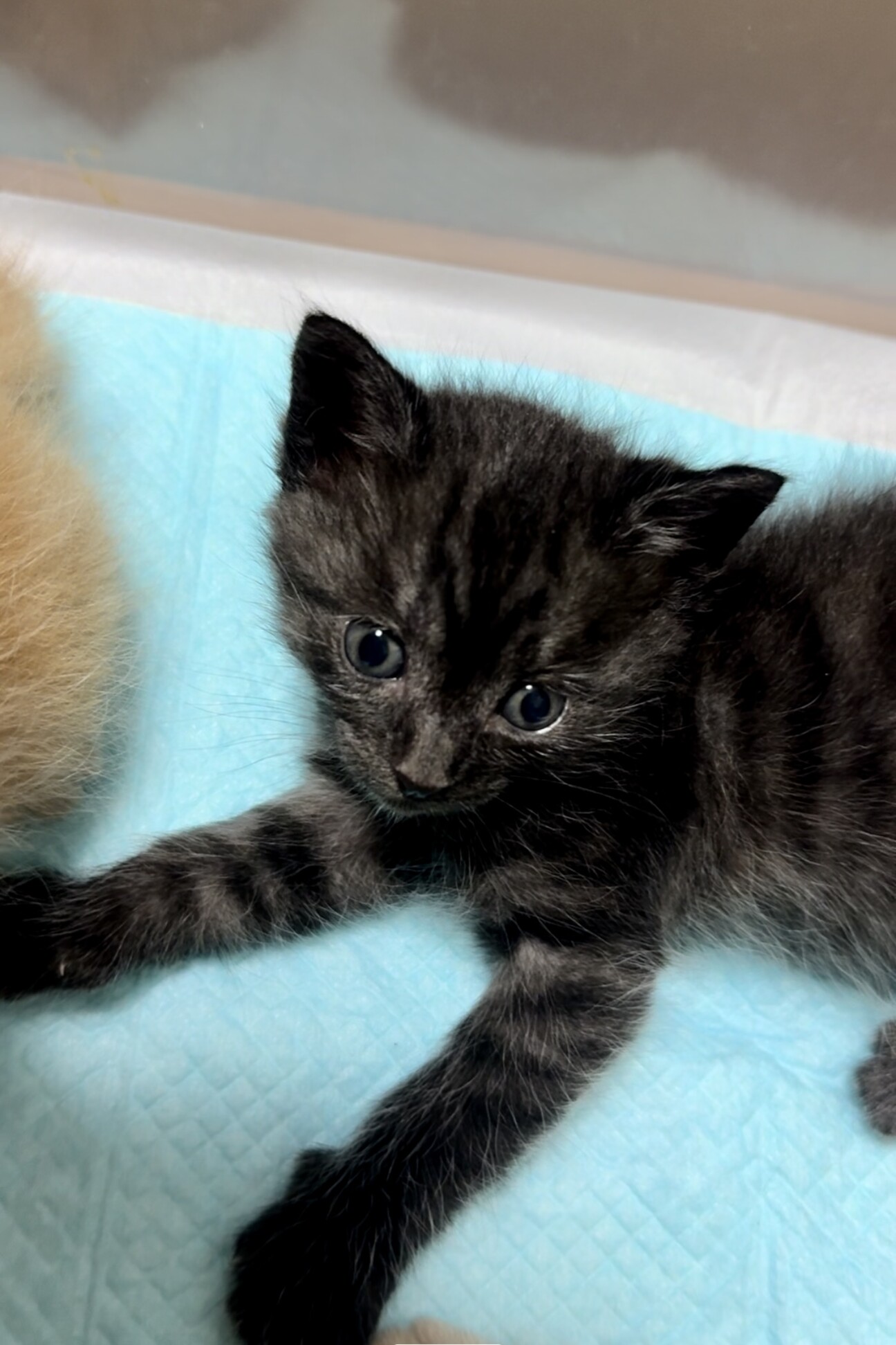 「ブラックスモークな女の子」愛知県 - 猫の里親募集(491832) :: ペットのおうち【里親決定25万頭！】