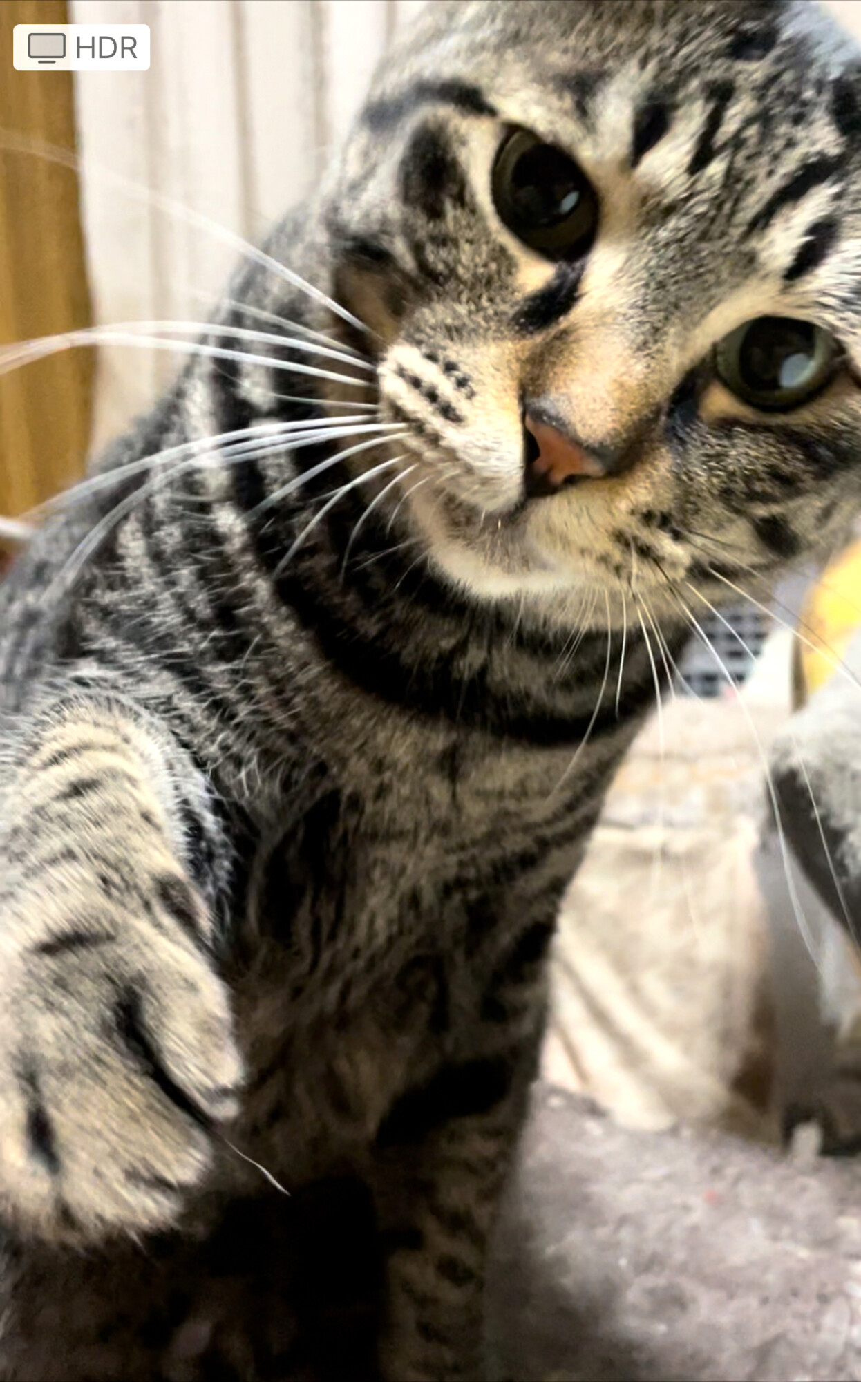 「カステラ 女の子」秋田県 - 猫の里親募集(492218) :: ペットのおうち【里親決定25万頭！】