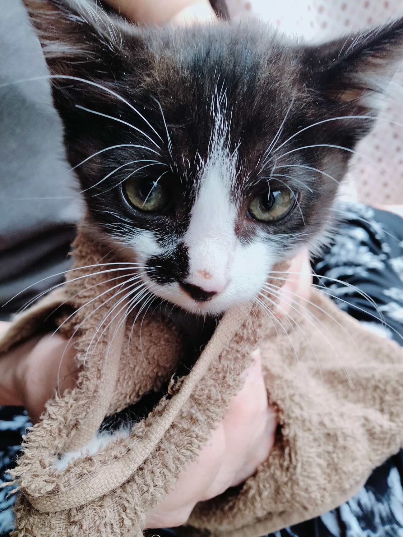 「生後2ヶ月ハチワレの女の子」福岡県 - 猫の里親募集(492925) :: ペットのおうち【里親決定25万頭！】