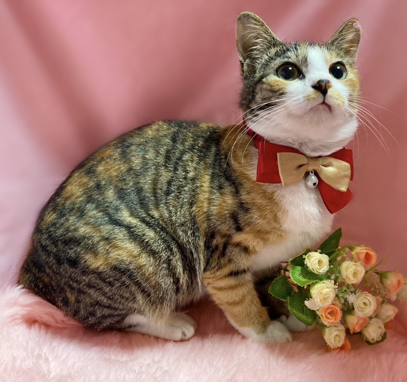 「フレンドリー♪おっとり甘...」東京都 - 猫の里親募集(492961) :: ペットのおうち【里親決定30万頭！】