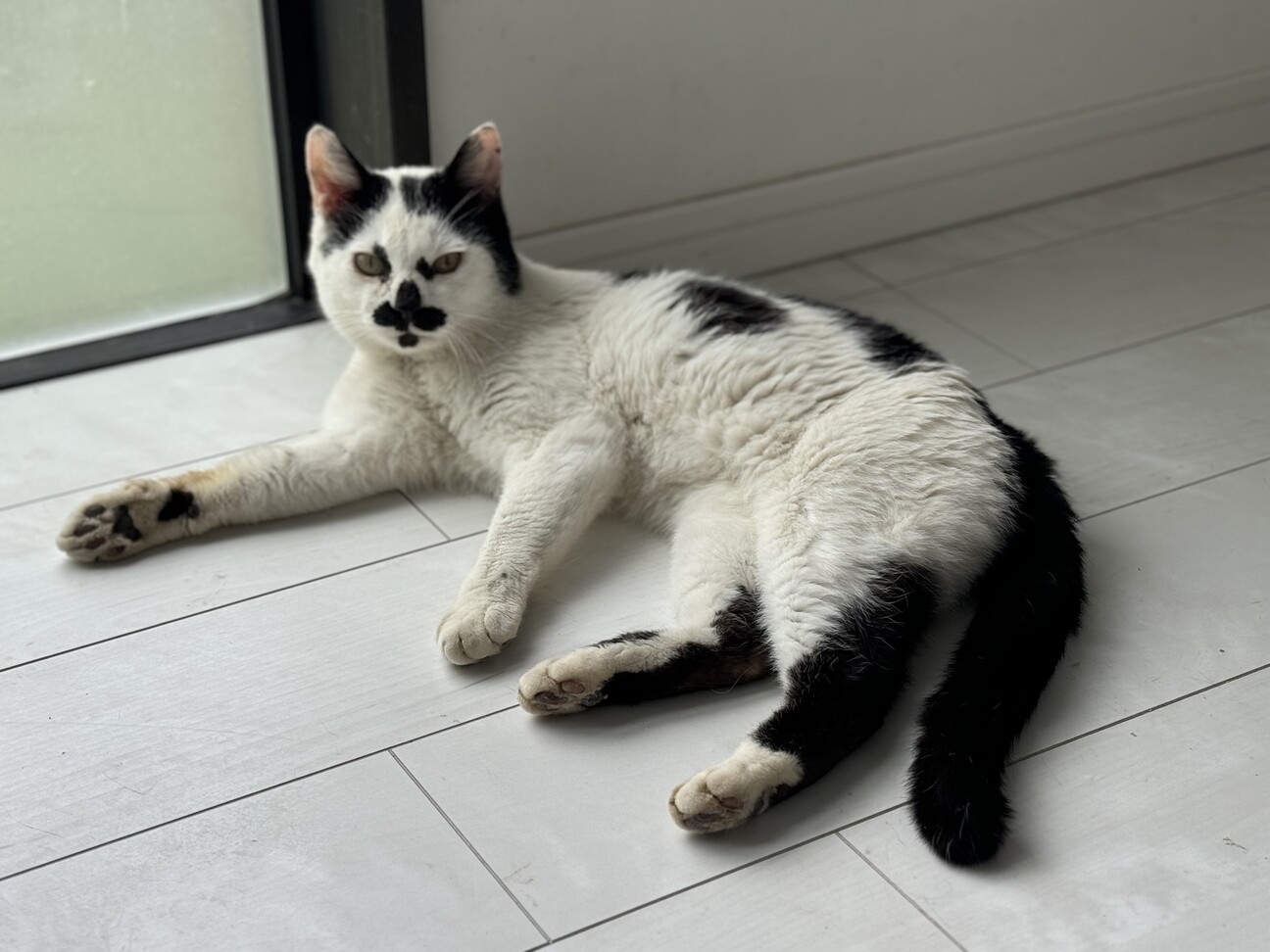 「四つ葉のクローバー猫☘️...」群馬県 - 猫の里親募集(492996) 3枚目の画像 :: ペットのおうち【里親決定25万頭！】