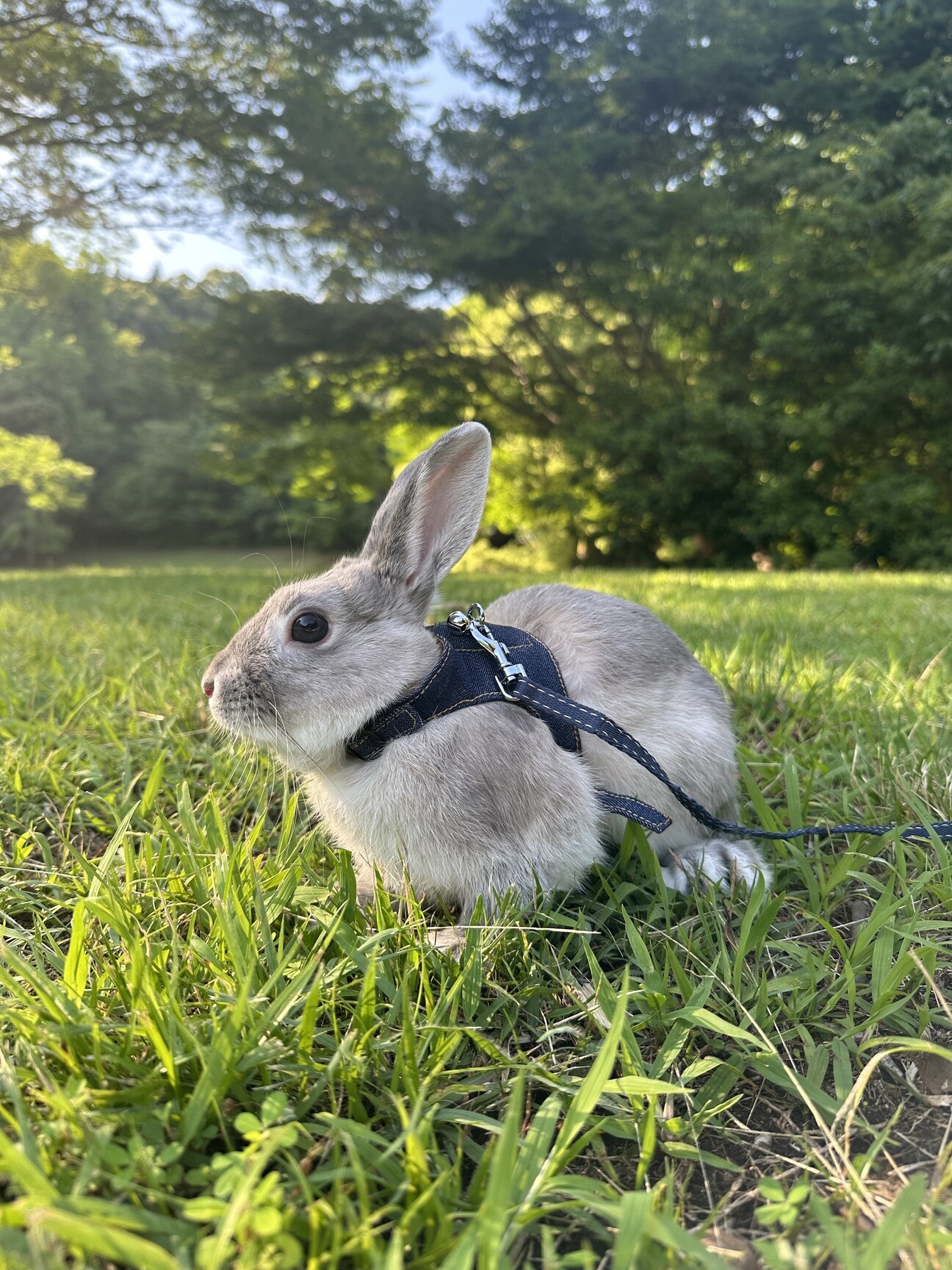 「生後半年の子うさぎ^_^」静岡県 - 小動物の里親募集(493020) :: ペットのおうち【里親決定25万頭！】