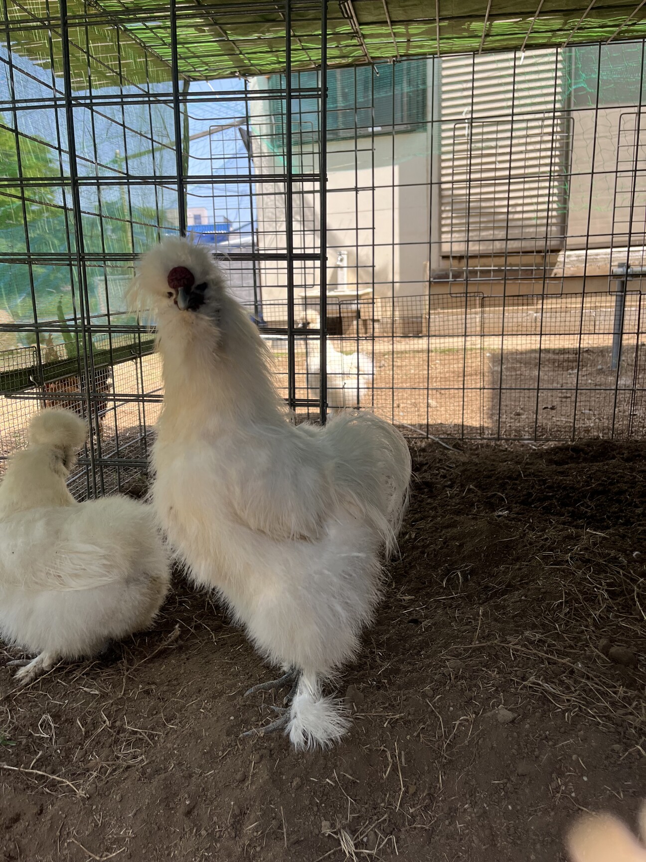 「烏骨鶏オス 黒烏骨鶏メス...」埼玉県 - 鳥の里親募集(493064) :: ペットのおうち【里親決定27万頭！】