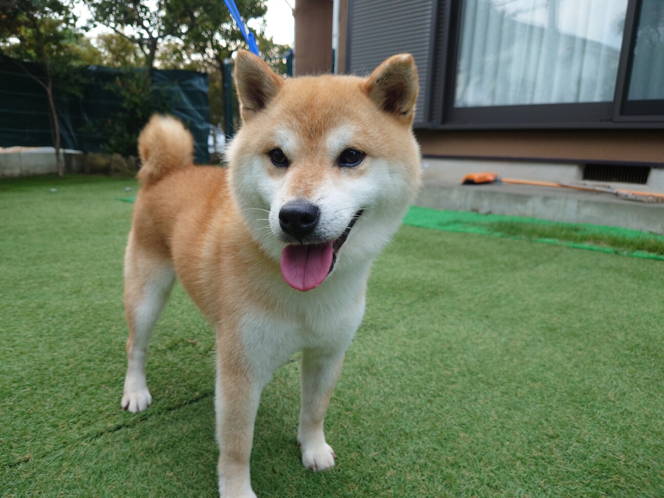 「かわいい柴犬」神奈川県 - 犬の里親募集(493371) 2枚目の画像 :: ペットのおうち【里親決定25万頭！】