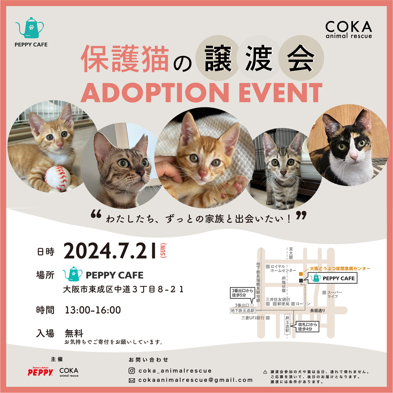 「保護ねこ＆子ねこの譲渡会...」（COKA animal rescueのイベント #22930） :: ペットのおうち【里親決定25万頭！】
