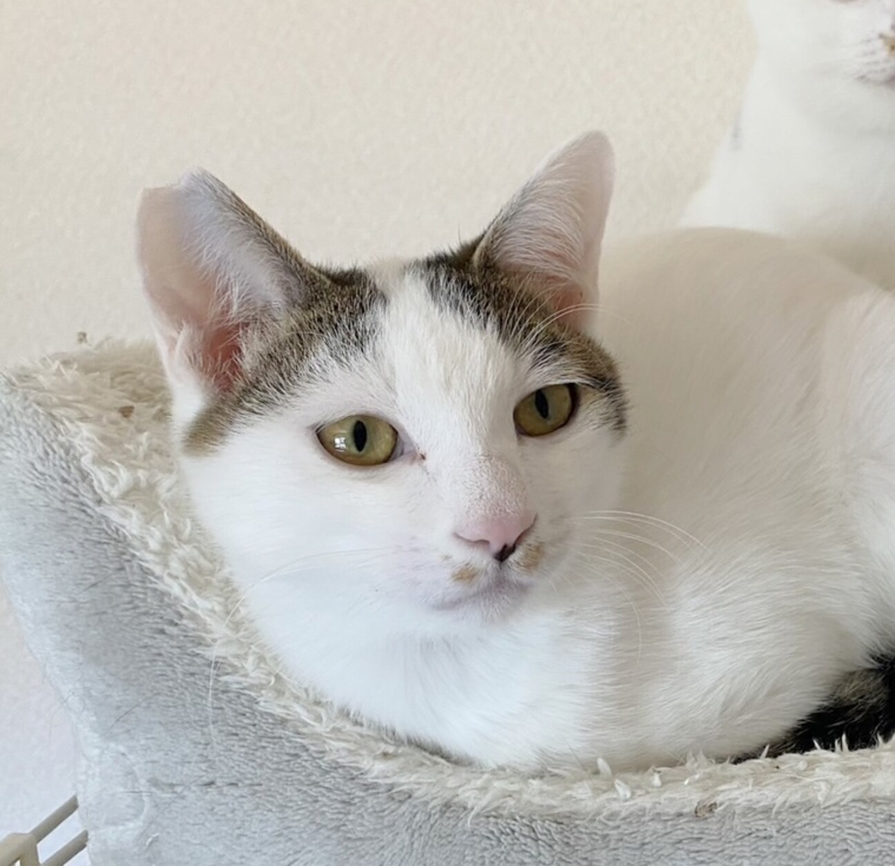 7/15参加 甘えたさ...」大阪府 - 猫の里親募集(493738) :: ペットのおうち【里親決定25万頭！】