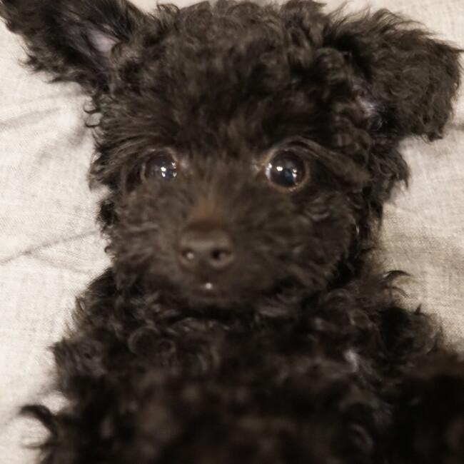 aoooooさんが投稿した里親募集 :: ペットのおうち【里親決定27万頭！】