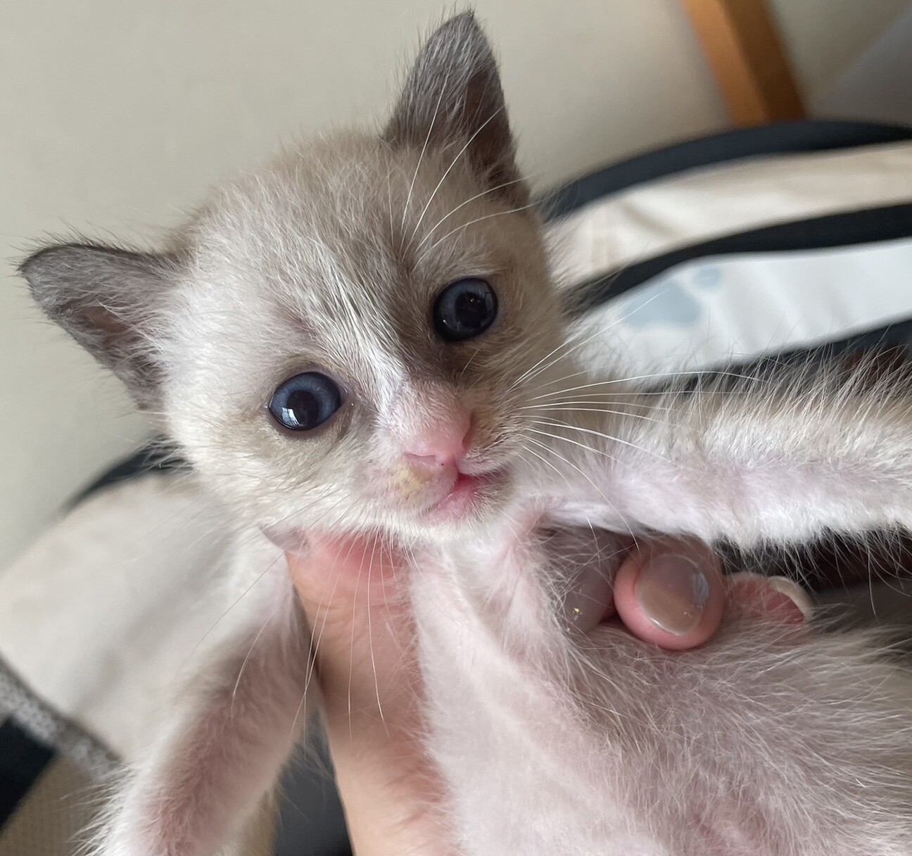 「シャムミックス子猫生後3...」茨城県 - 猫の里親募集(495030) :: ペットのおうち【里親決定28万頭！】