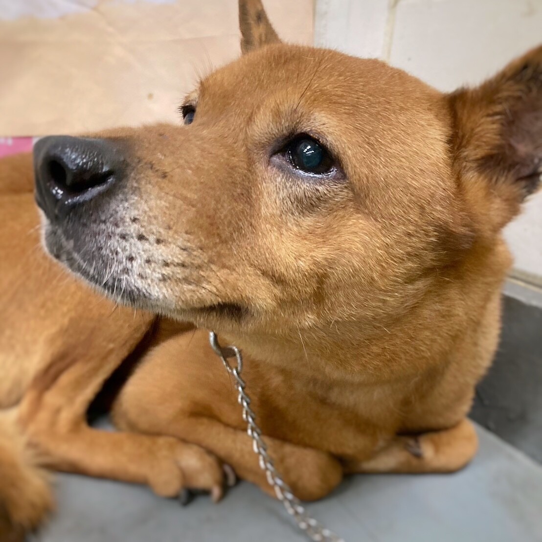 「赤毛わんこ 豆大福くん6-7歳」岡山県 - 犬の里親募集(495267) 3枚目の画像 :: ペットのおうち【里親決定25万頭！】