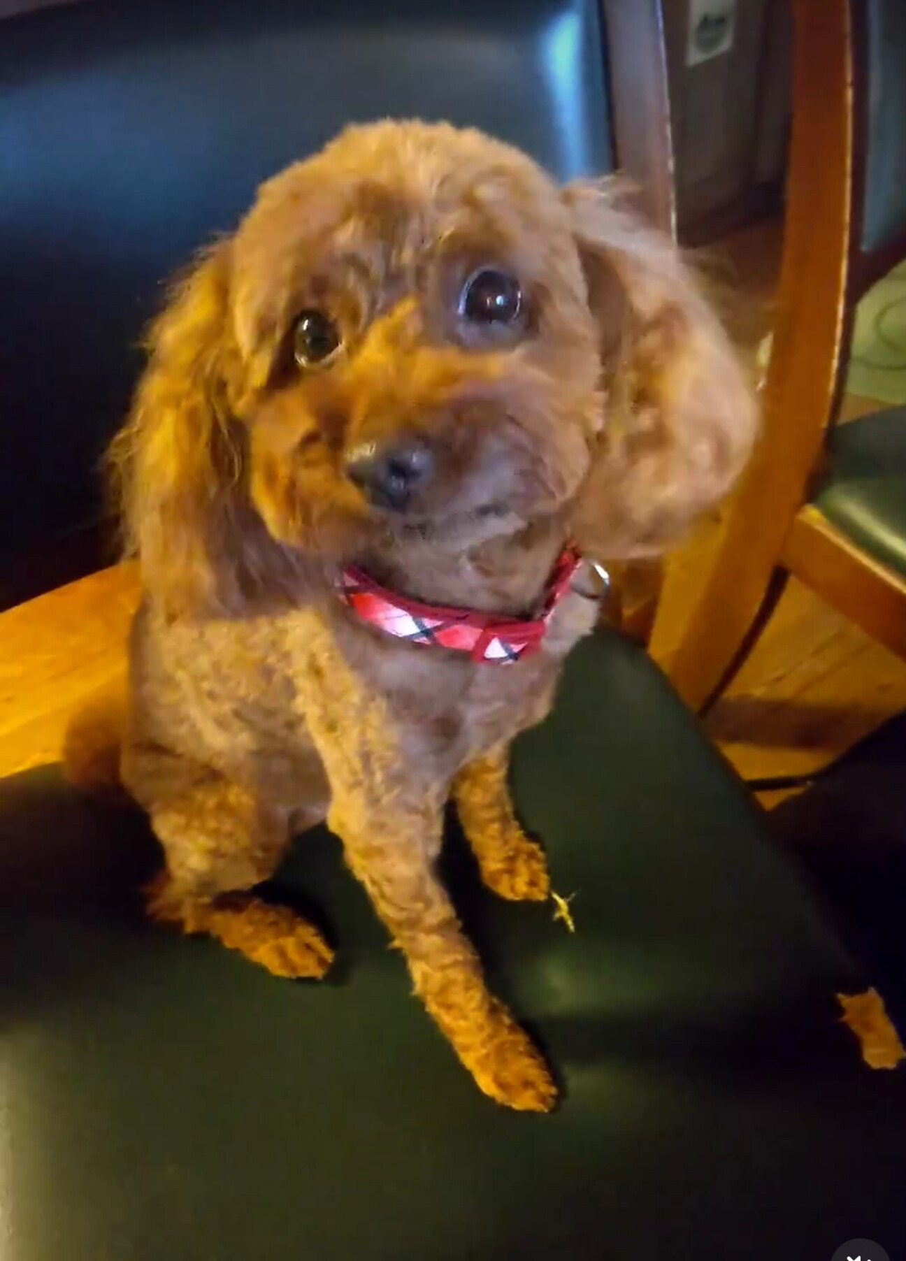 「人懐っこいトイプードルの...」埼玉県 - 犬の里親募集(483928) :: ペットのおうち【里親決定29万頭！】