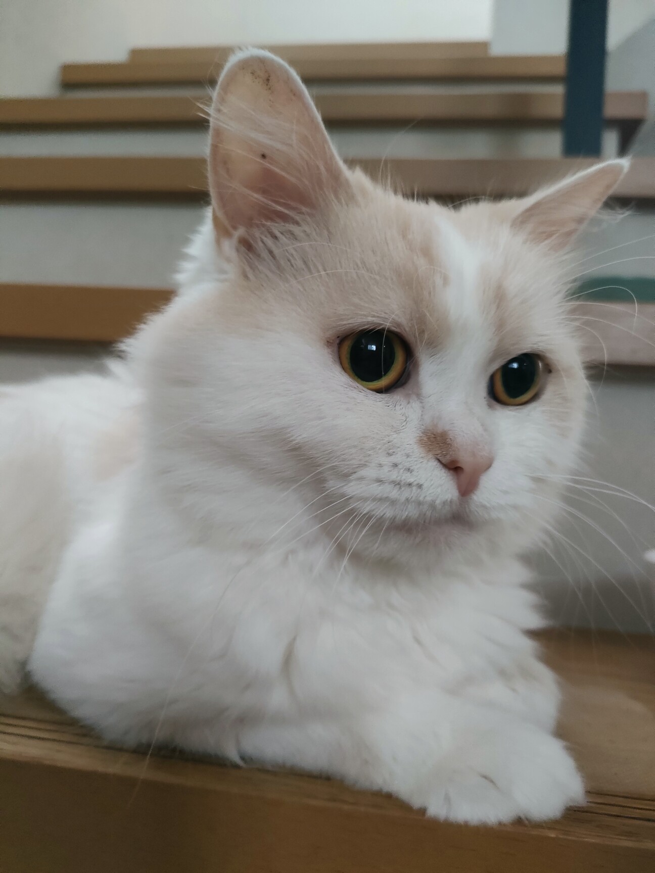 「眞栄田郷敦さん似のイケメ...」大阪府 - 猫の里親募集(495883) :: ペットのおうち【里親決定30万頭！】