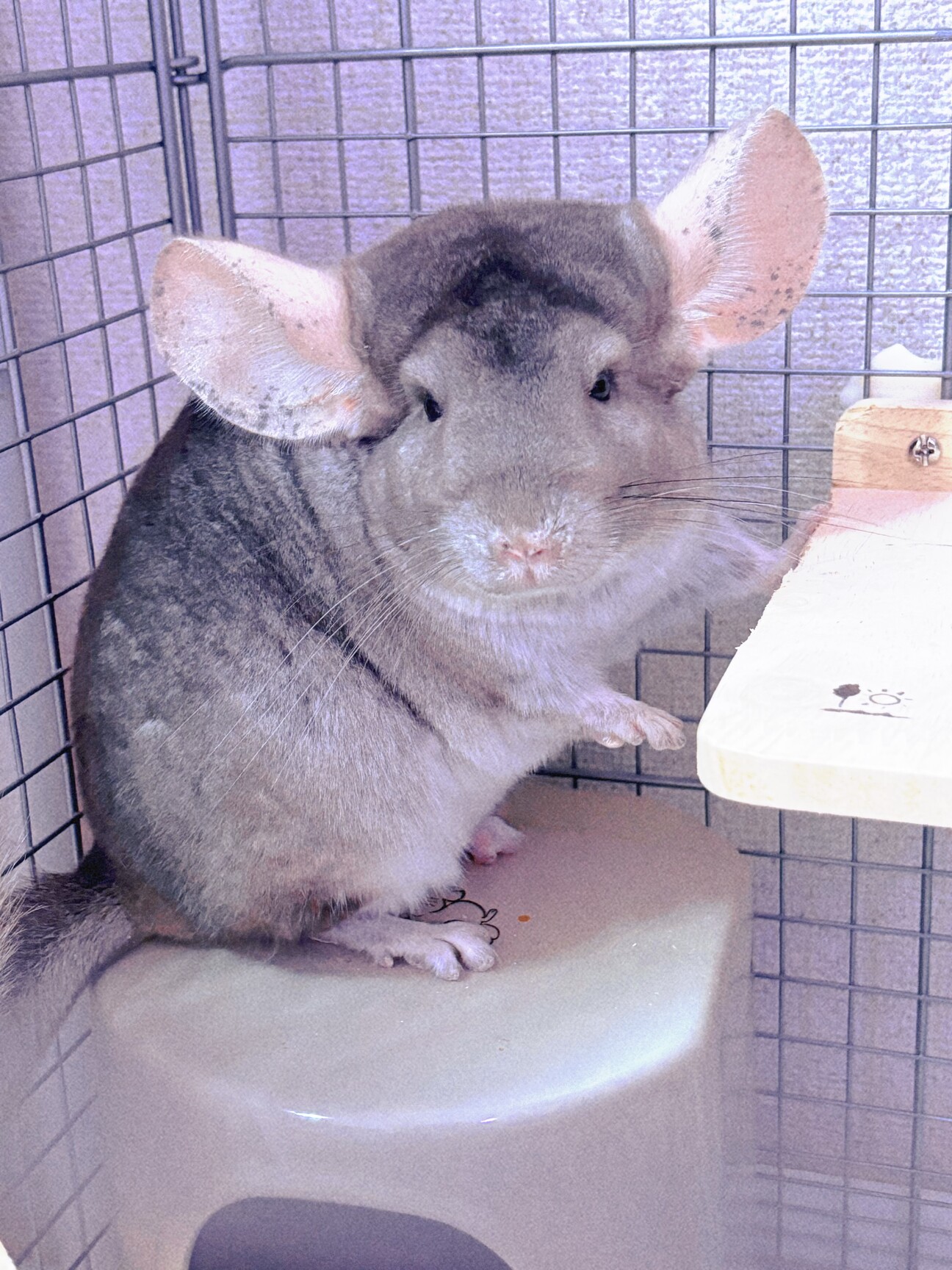 「チンチラ 2歳 シナモン」愛知県 - 小動物の里親募集(496499) :: ペットのおうち【里親決定27万頭！】