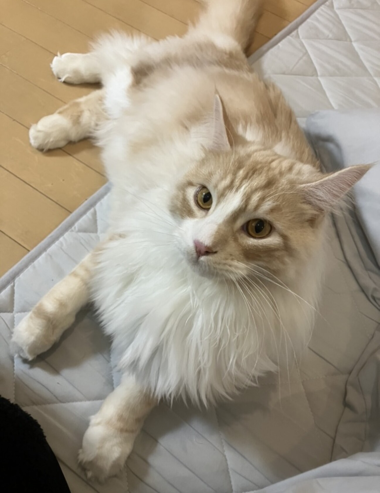 「純血種 メインクーン雄7...」東京都 - 猫の里親募集(497612) :: ペットのおうち【里親決定28万頭！】