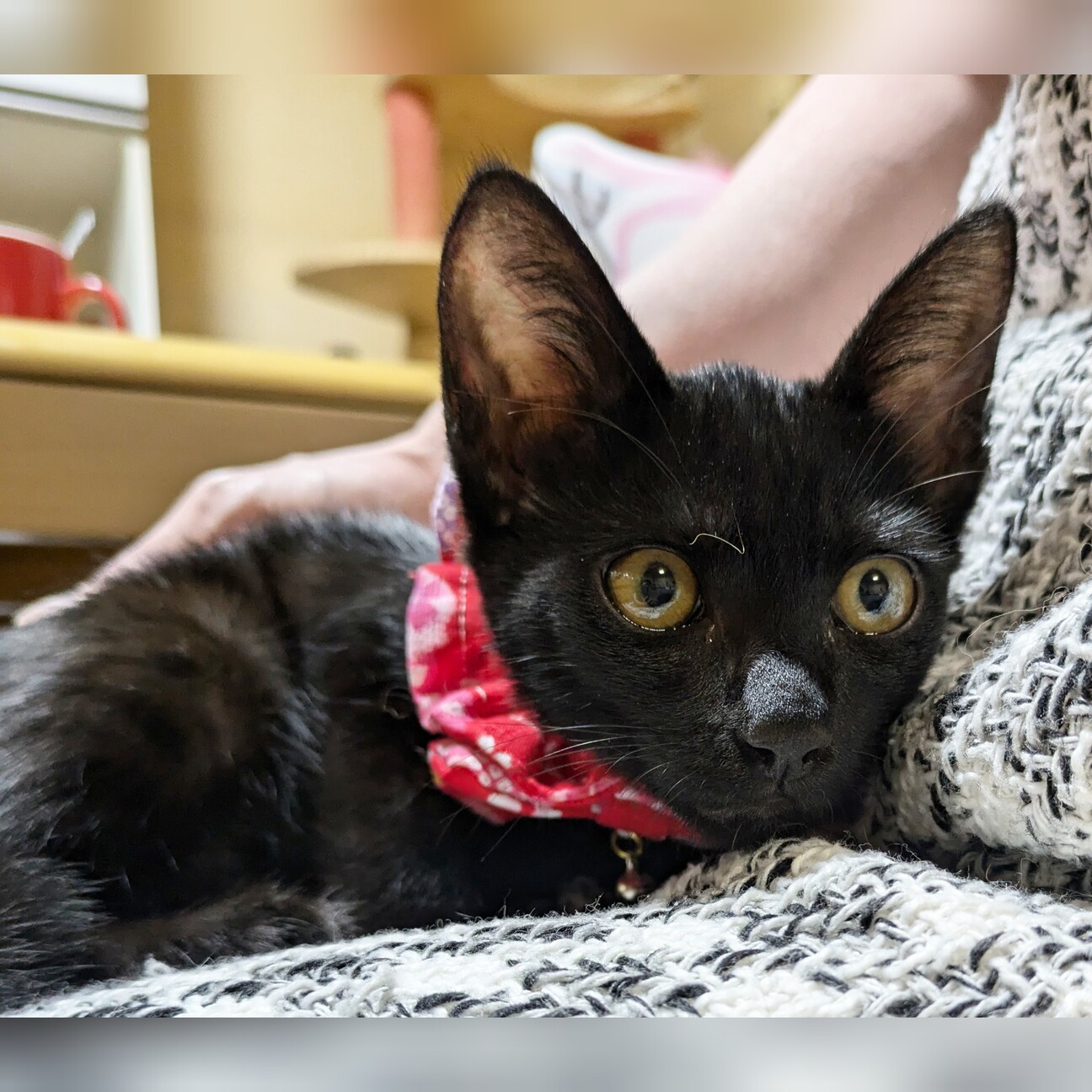 「子猫 超 ️甘えん坊 ️...」福岡県 - 猫の里親募集(497738) :: ペットのおうち【里親決定28万頭！】