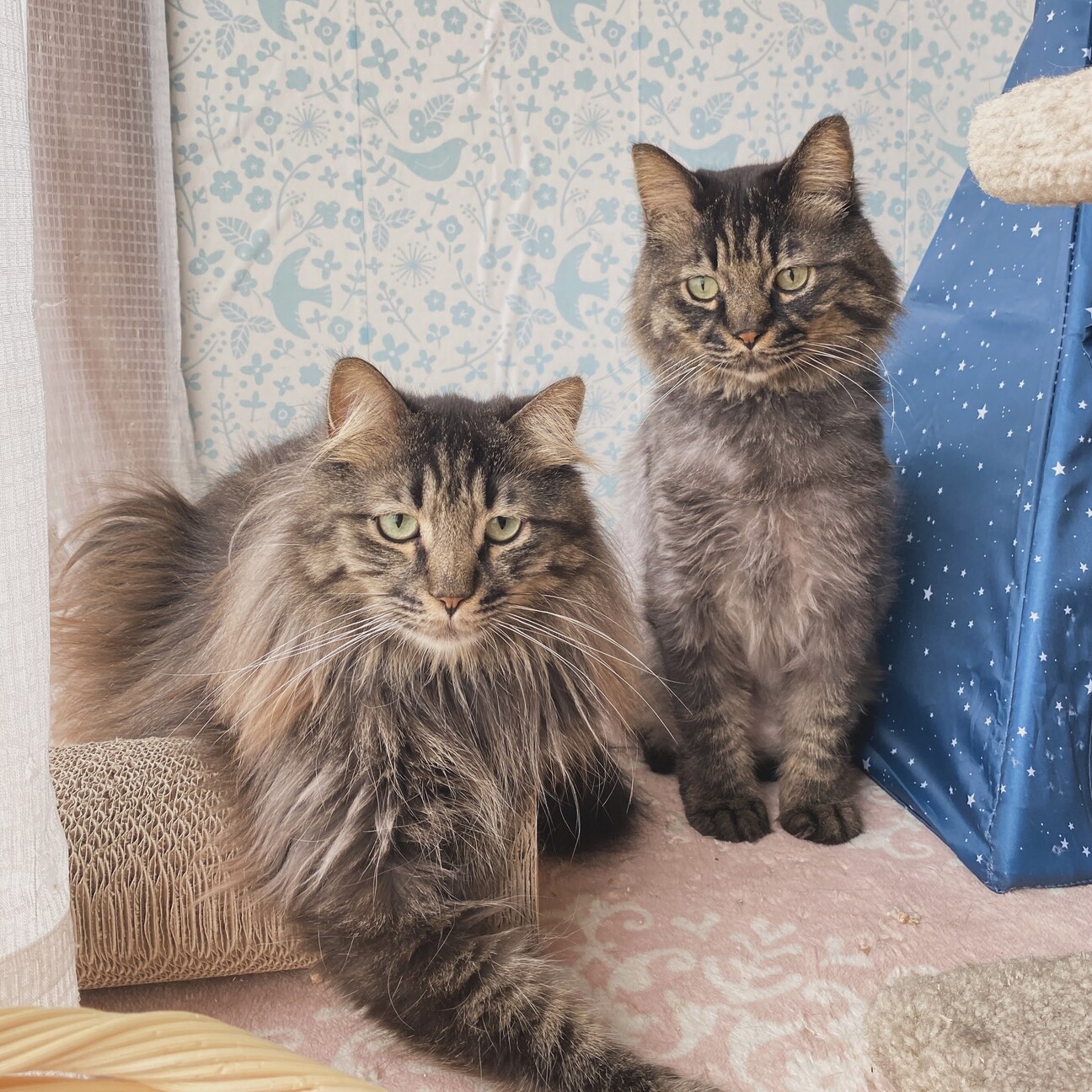 9/8新橋】穏やかなも...」東京都 - 猫の里親募集(498050) :: ペットのおうち【里親決定28万頭！】