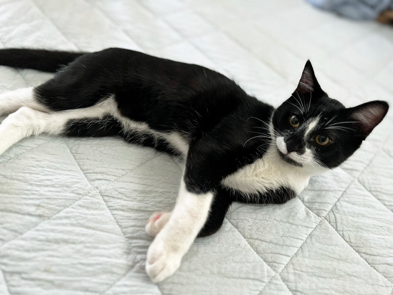 「味のあるイケメン白黒男の子」岡山県 - 猫の里親募集(499628) 4枚目の画像 :: ペットのおうち【里親決定25万頭！】