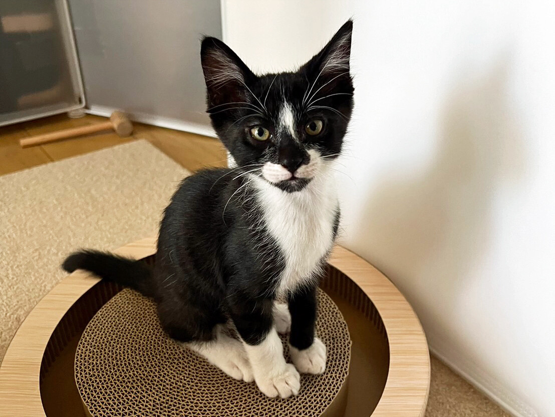 「味のあるイケメン白黒男の子」岡山県 - 猫の里親募集(499628) 4枚目の画像 :: ペットのおうち【里親決定25万頭！】