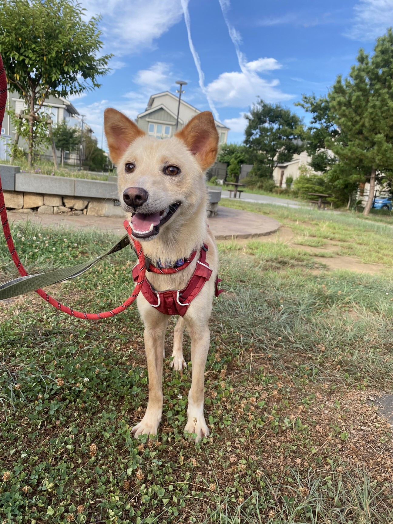 「おやつ大好き☆やんちゃな...」神奈川県 - 犬の里親募集(499694) :: ペットのおうち【里親決定28万頭！】