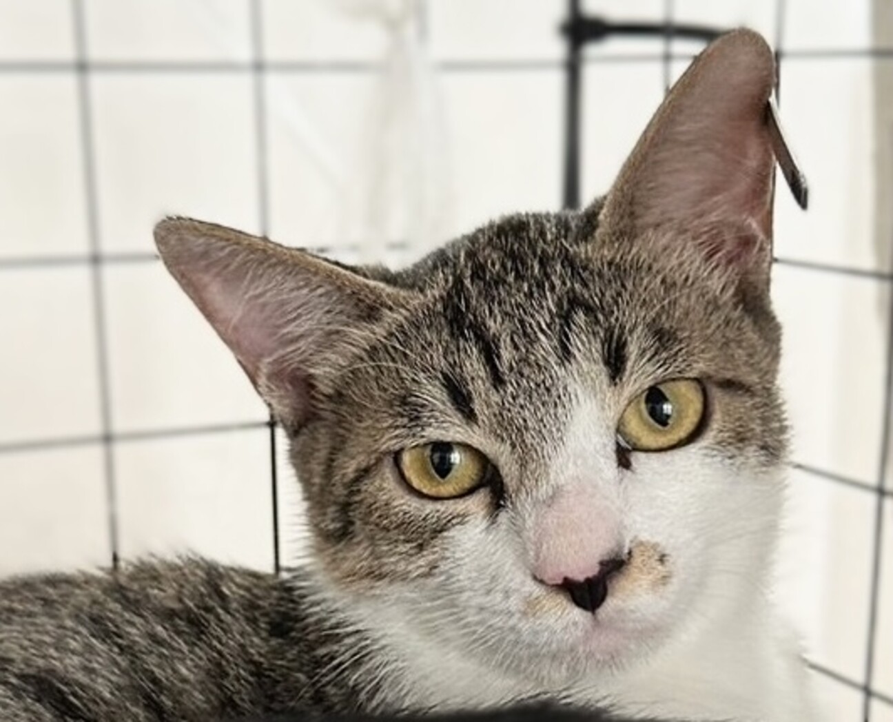 「まだ少しオドオド気味な ...」大分県 - 猫の里親募集(500071) :: ペットのおうち【里親決定28万頭！】