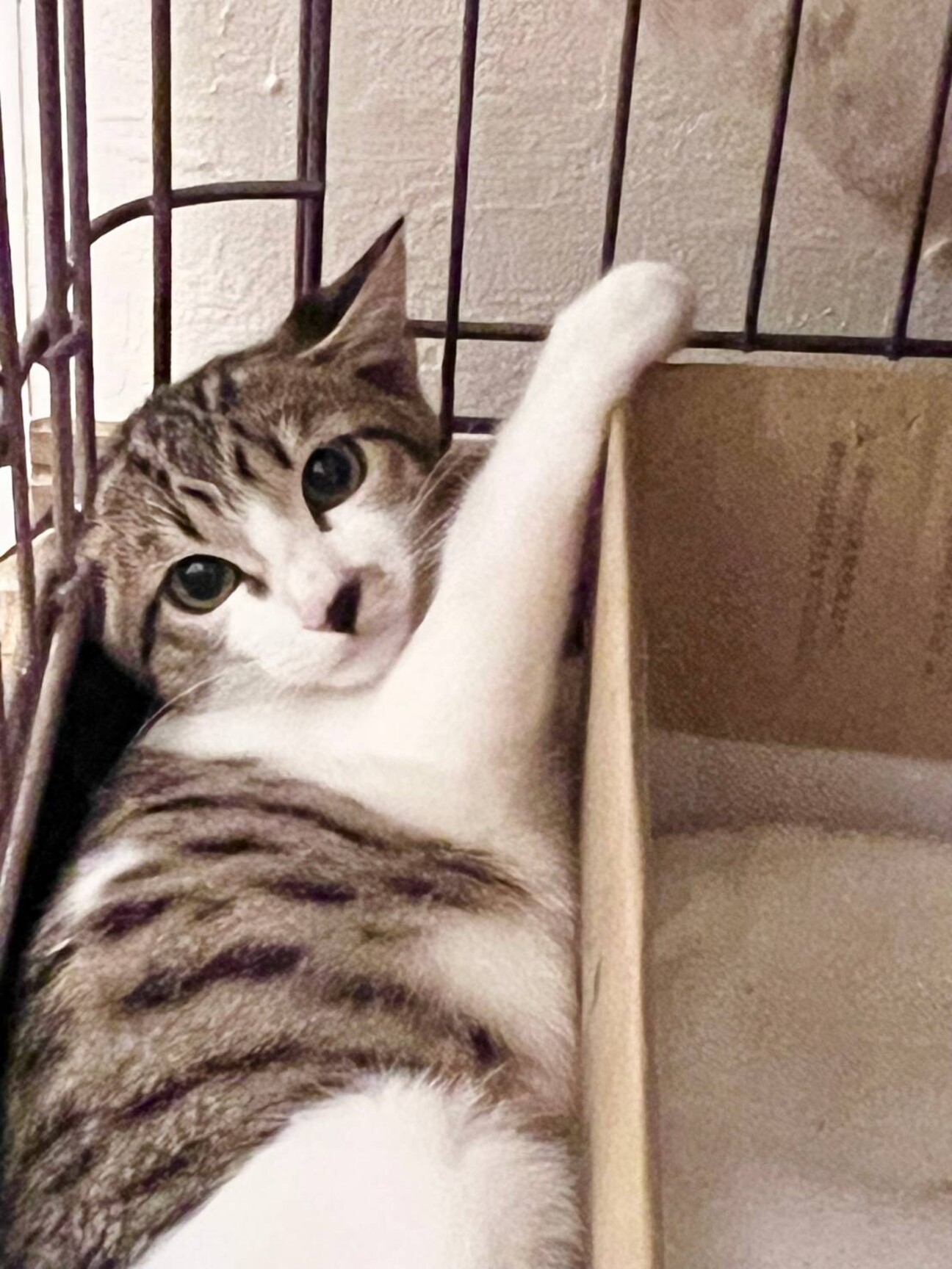 「人慣れ修行中 エリンちゃん」兵庫県 - 猫の里親募集(500641) :: ペットのおうち【里親決定28万頭！】