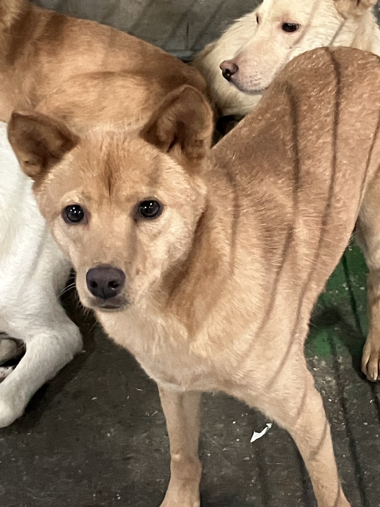 「レッドくん ️賢い子です...」山口県 - 犬の里親募集(500695) :: ペットのおうち【里親決定29万頭！】