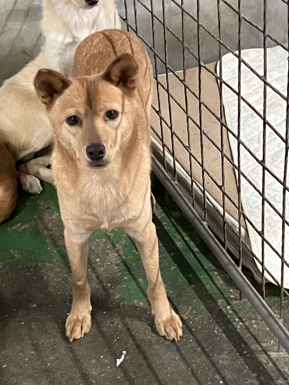「レッドくん ️賢い子です...」山口県 - 犬の里親募集(500695) 2枚目の画像 :: ペットのおうち【里親決定25万頭！】