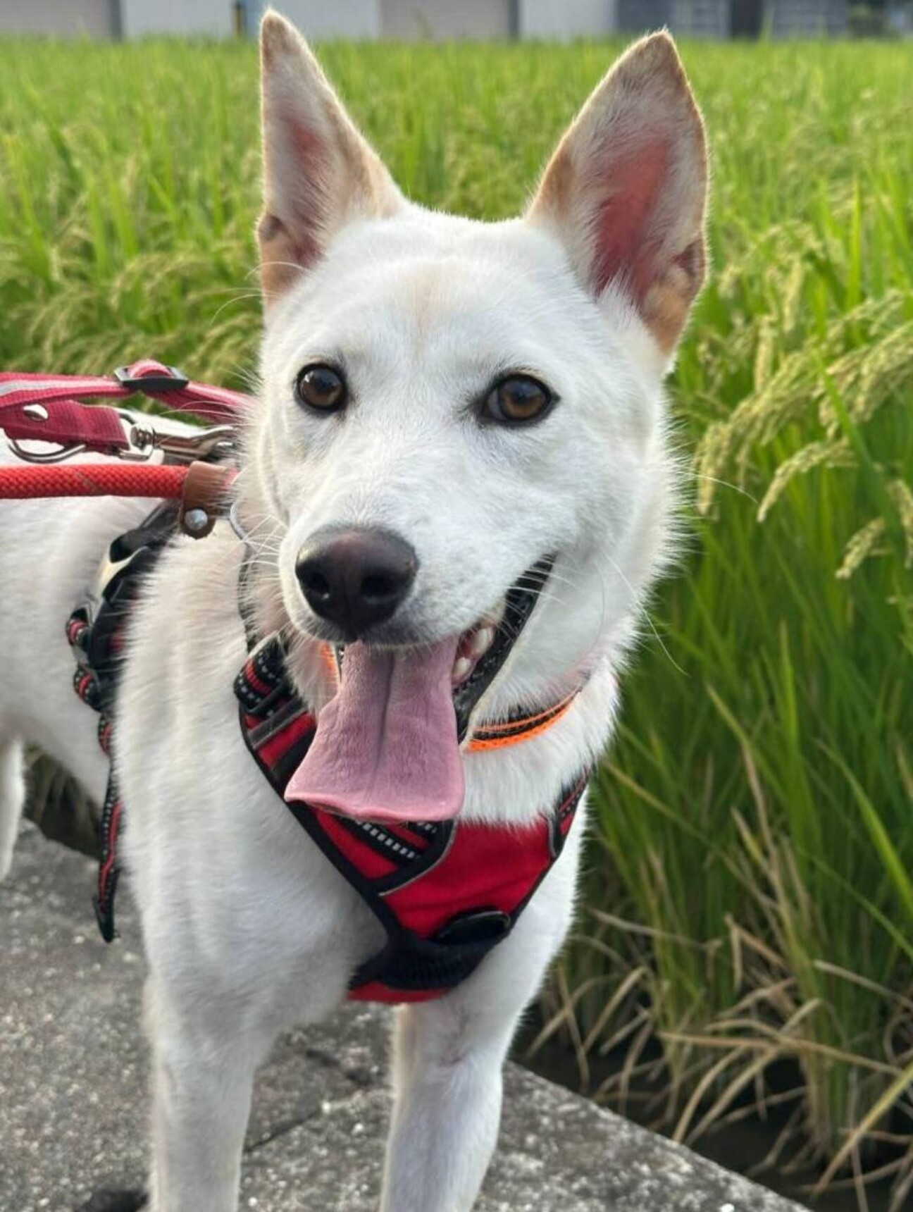 「クリクリお目目が魅力的☆...」岡山県 - 犬の里親募集(500813) :: ペットのおうち【里親決定28万頭！】