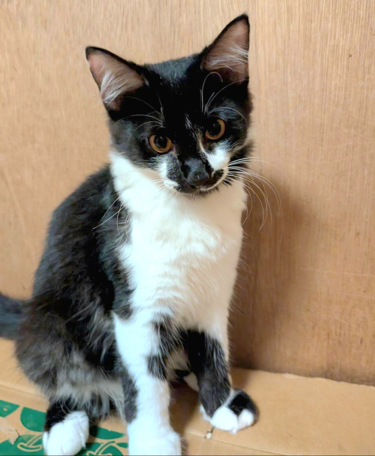 「仲良しの3兄妹子猫のチリ...」神奈川県 - 猫の里親募集(494601) :: ペットのおうち【里親決定28万頭！】