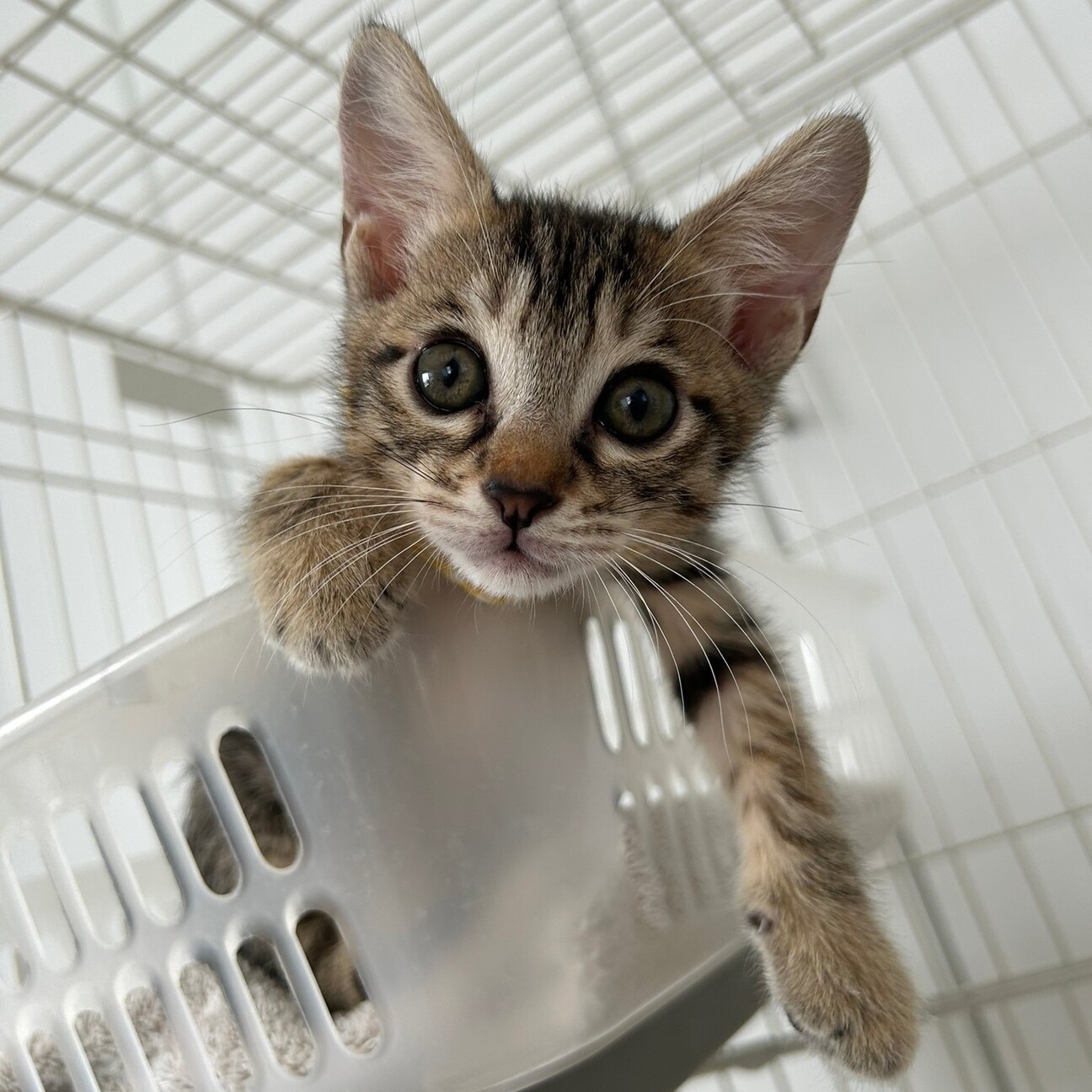 「甘えん坊でおっとり君★ウクくん」千葉県 - 猫の里親募集(501188) :: ペットのおうち【里親決定28万頭！】