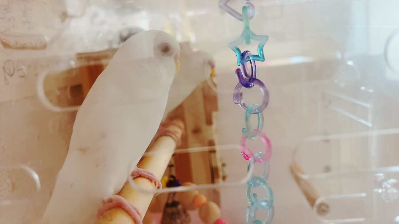 「アルビノ セキセイインコ...」山口県 - 鳥の里親募集(501513) :: ペットのおうち【里親決定28万頭！】